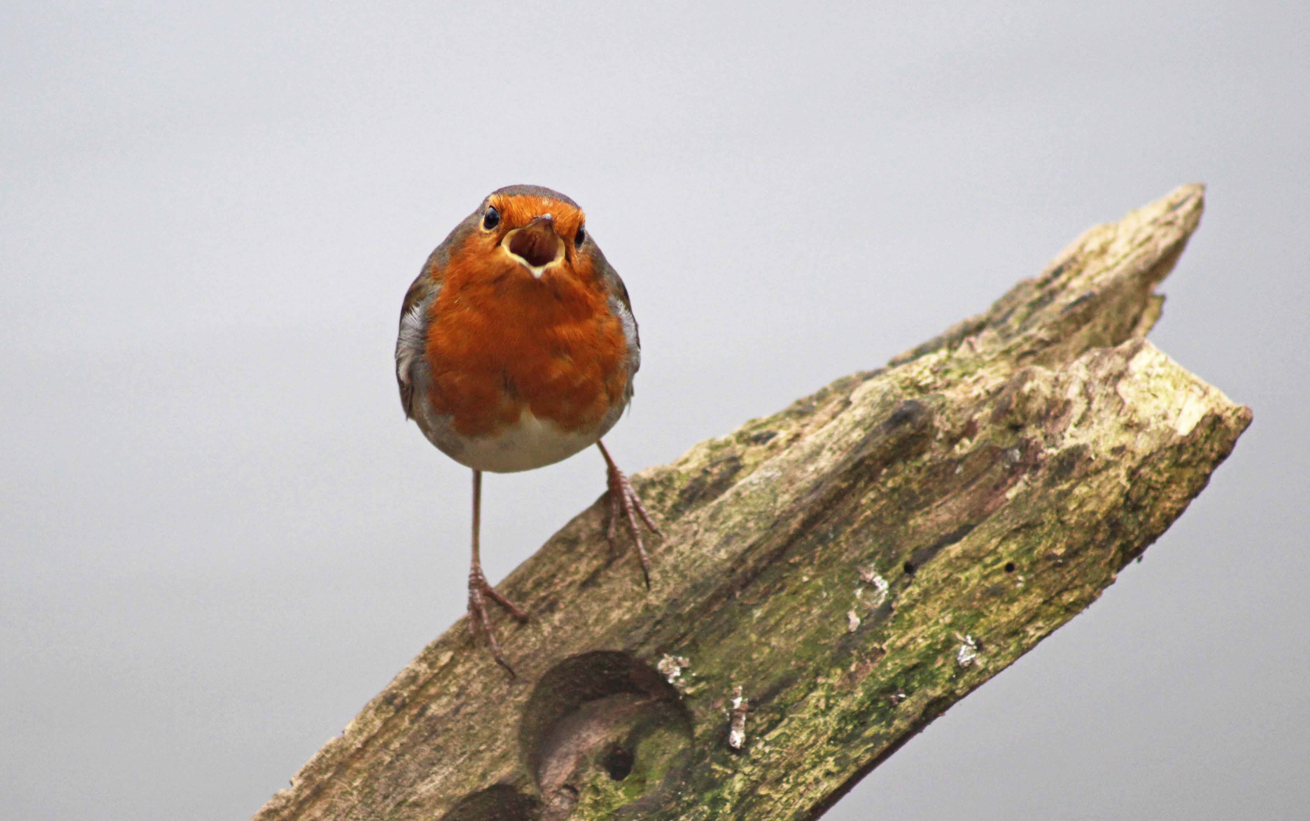 Scuffing up leaves | earthstar