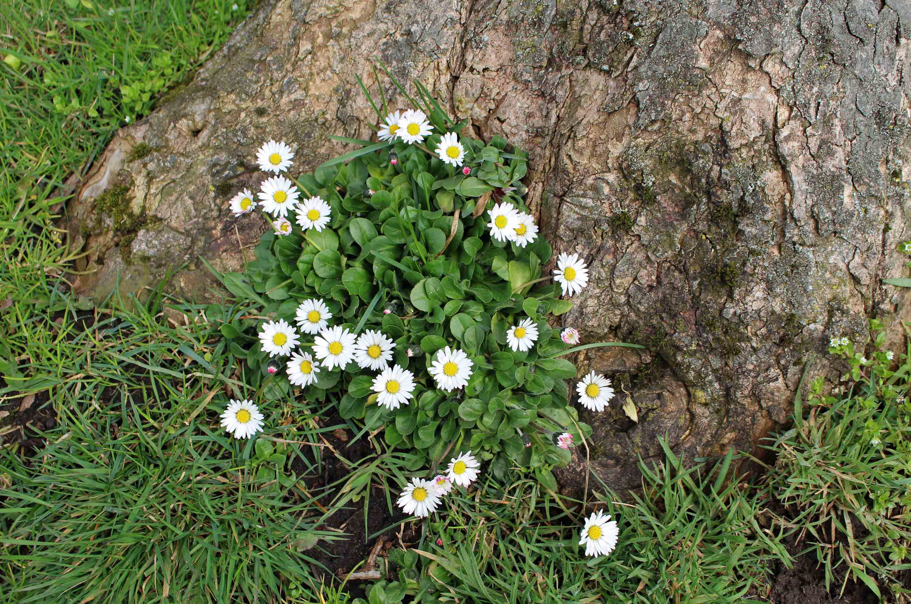 The common daisy | earthstar