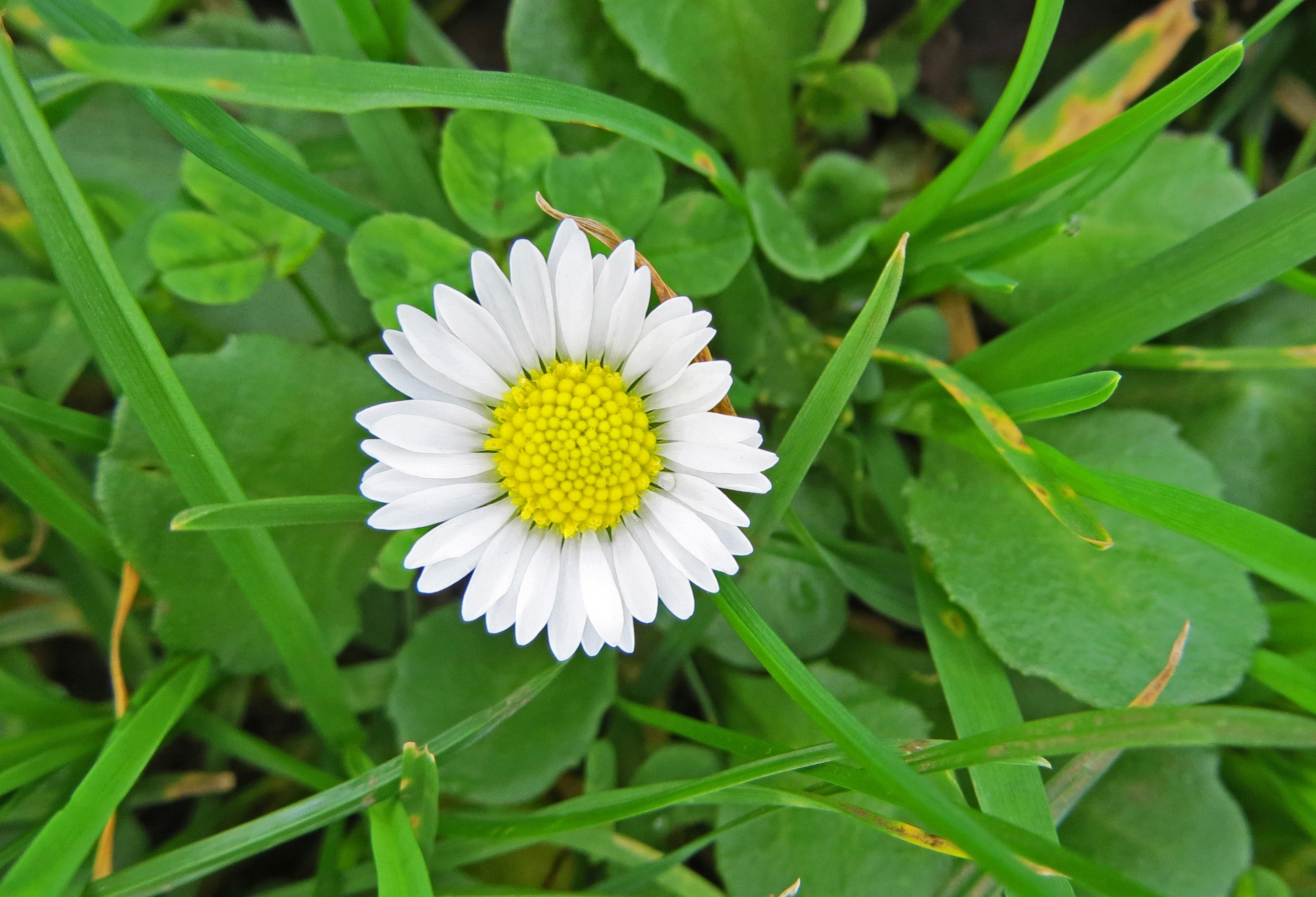 The common daisy | earthstar