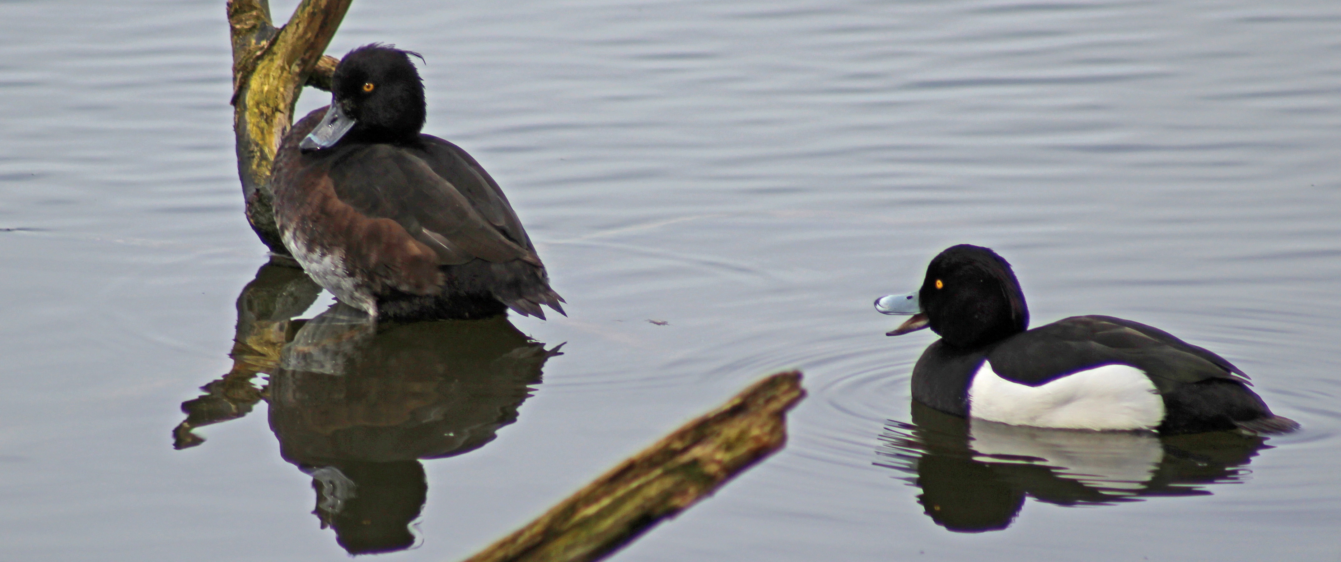 The cute little tufties | earthstar