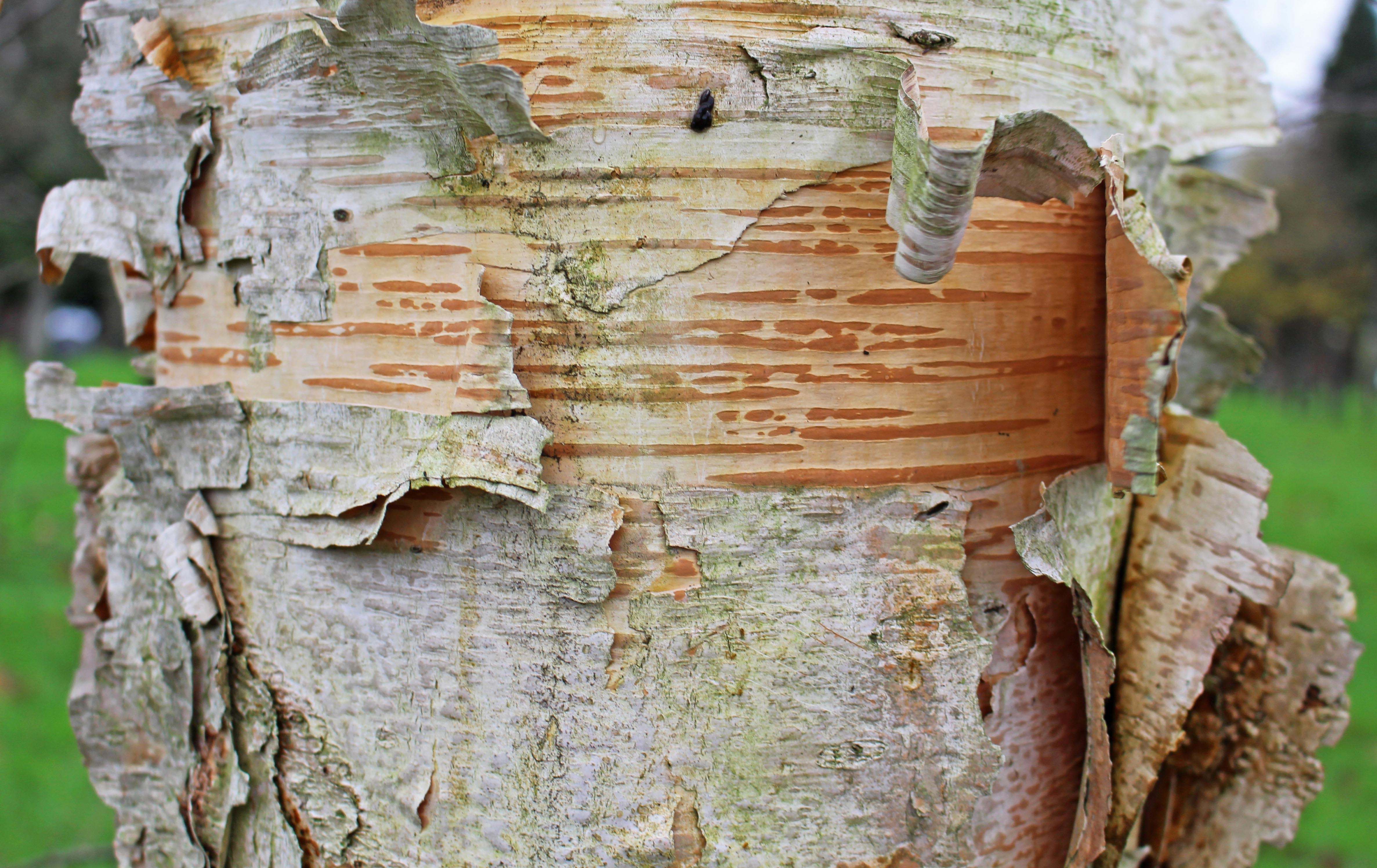 Paper, bark or both? | earthstar