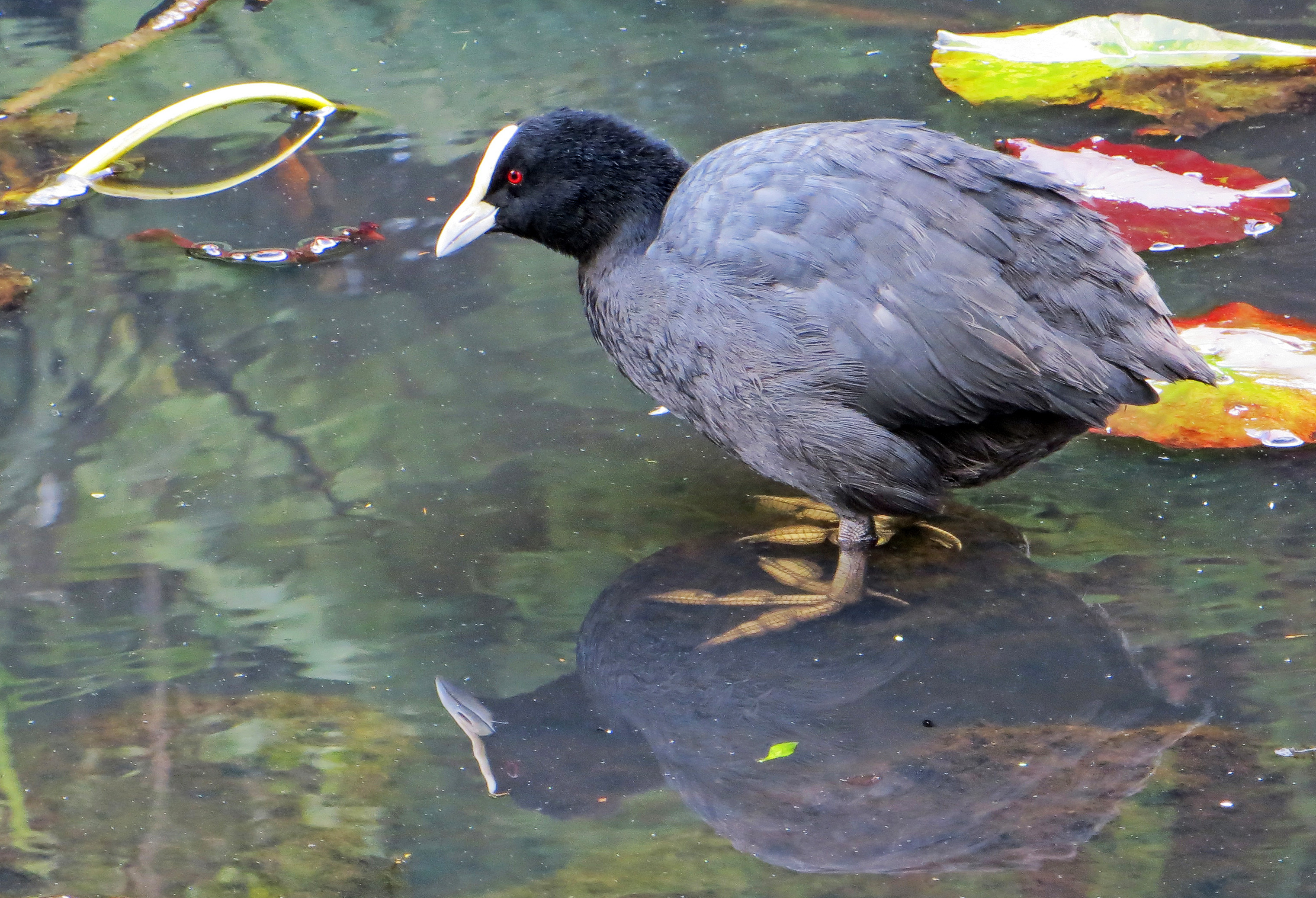 Silly as a coot | earthstar