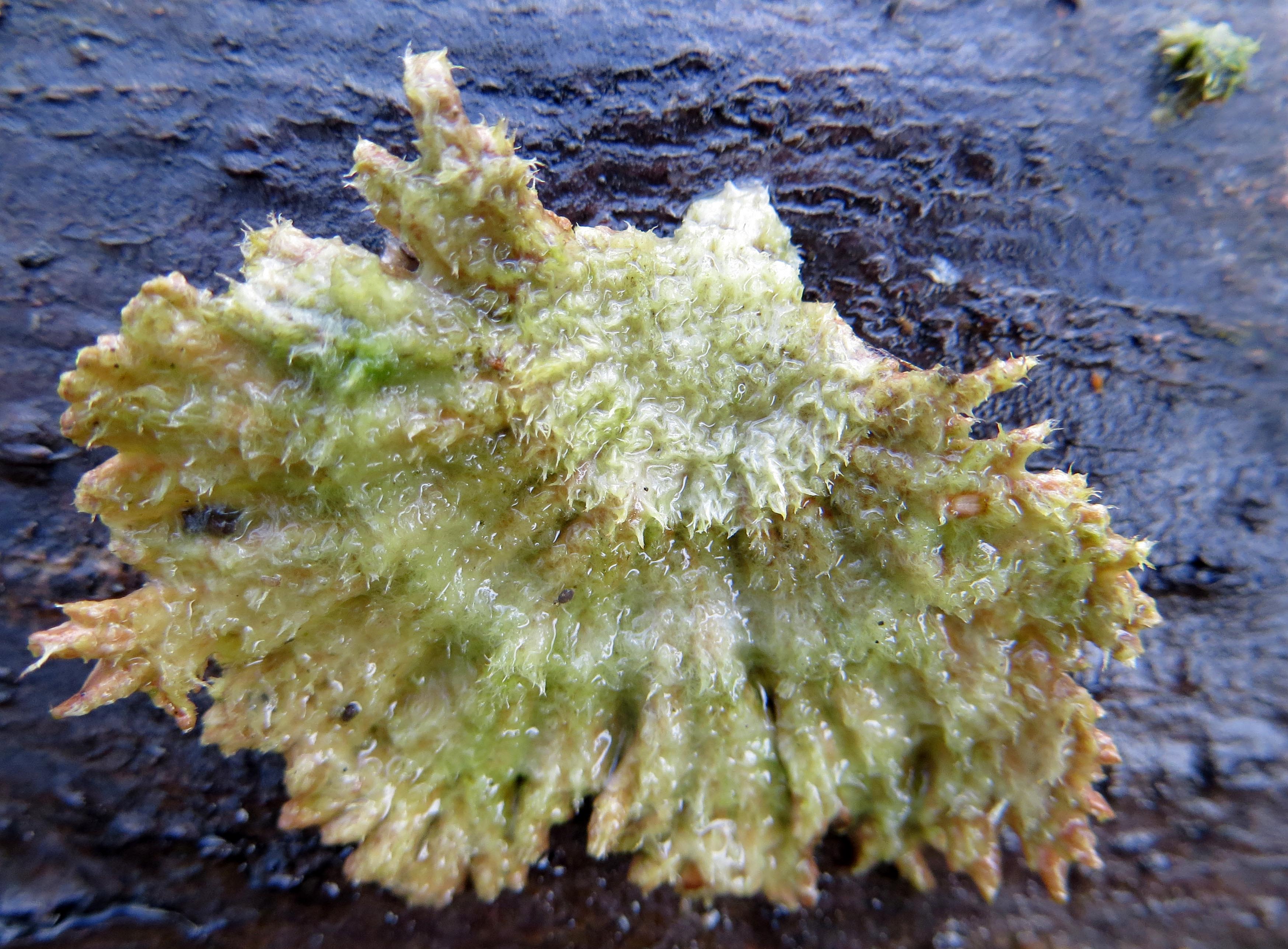 Split gill fungi | earthstar