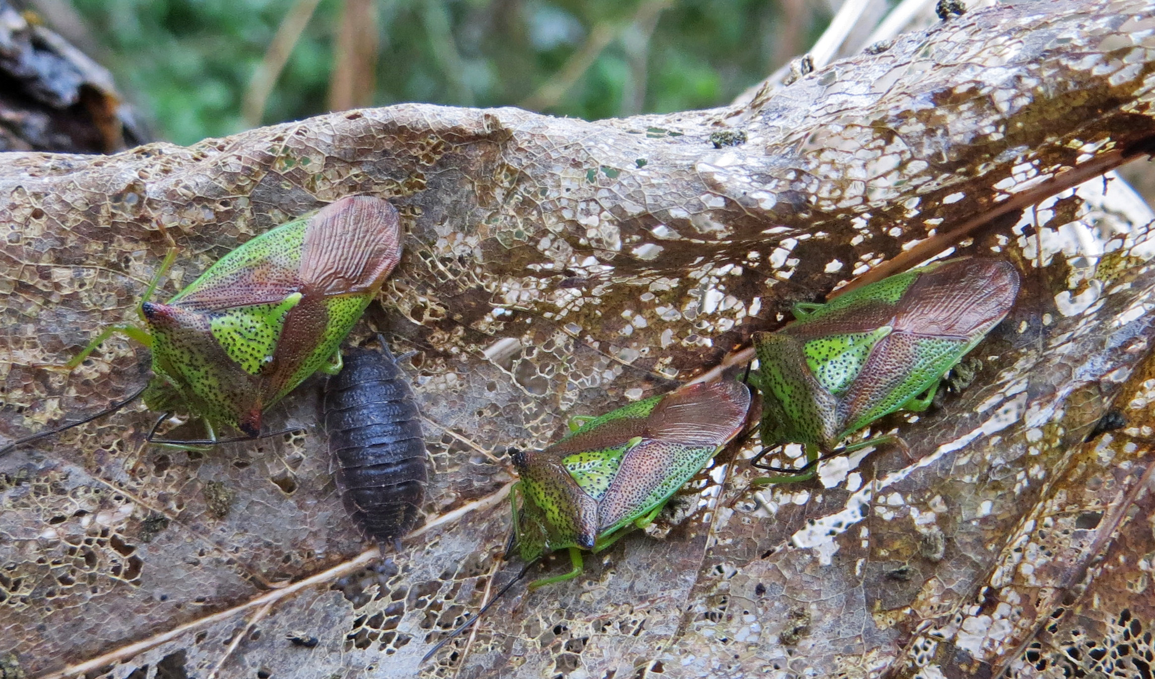 Hawthorn Shield Bug | earthstar