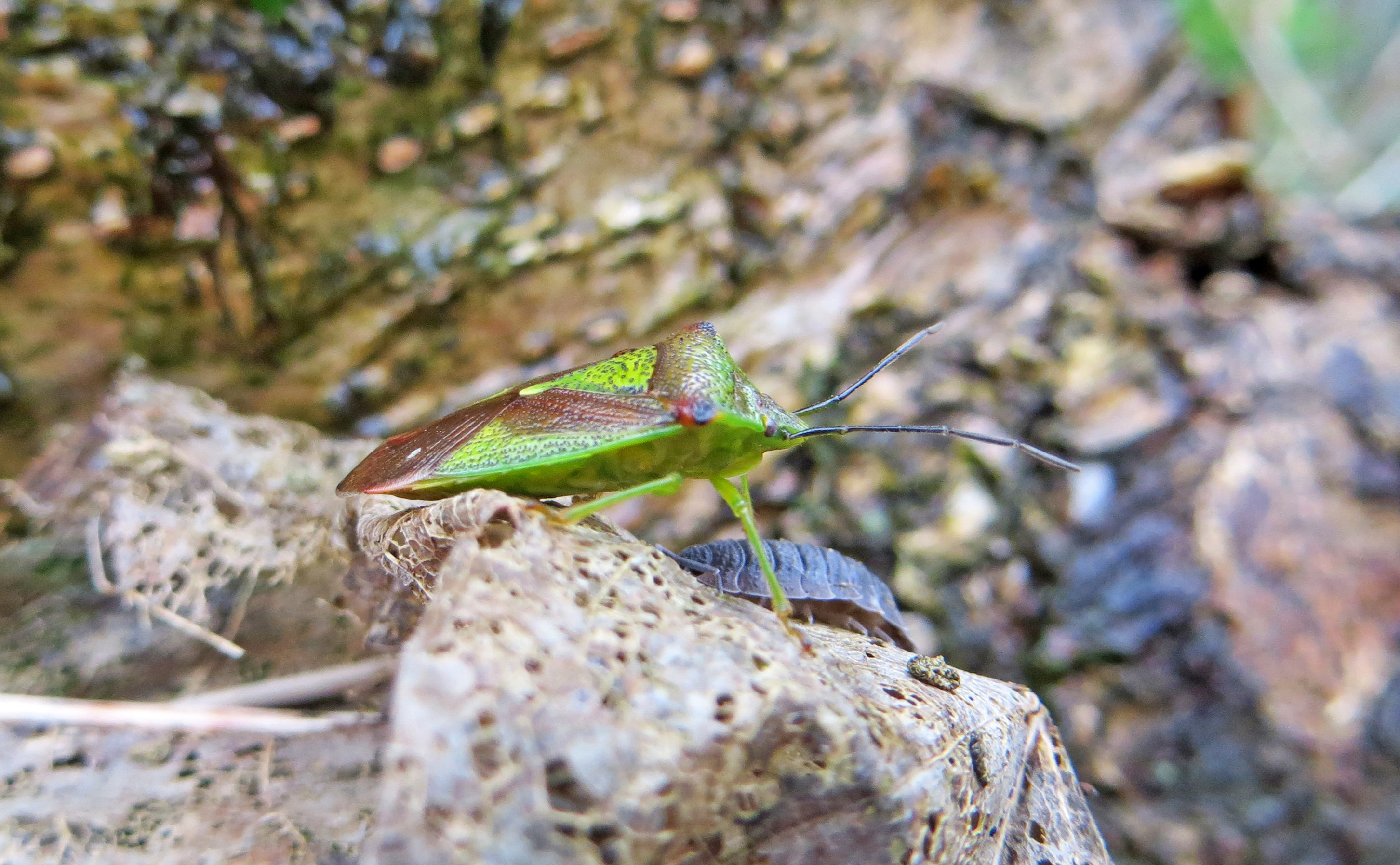 Hawthorn Shield Bug | earthstar