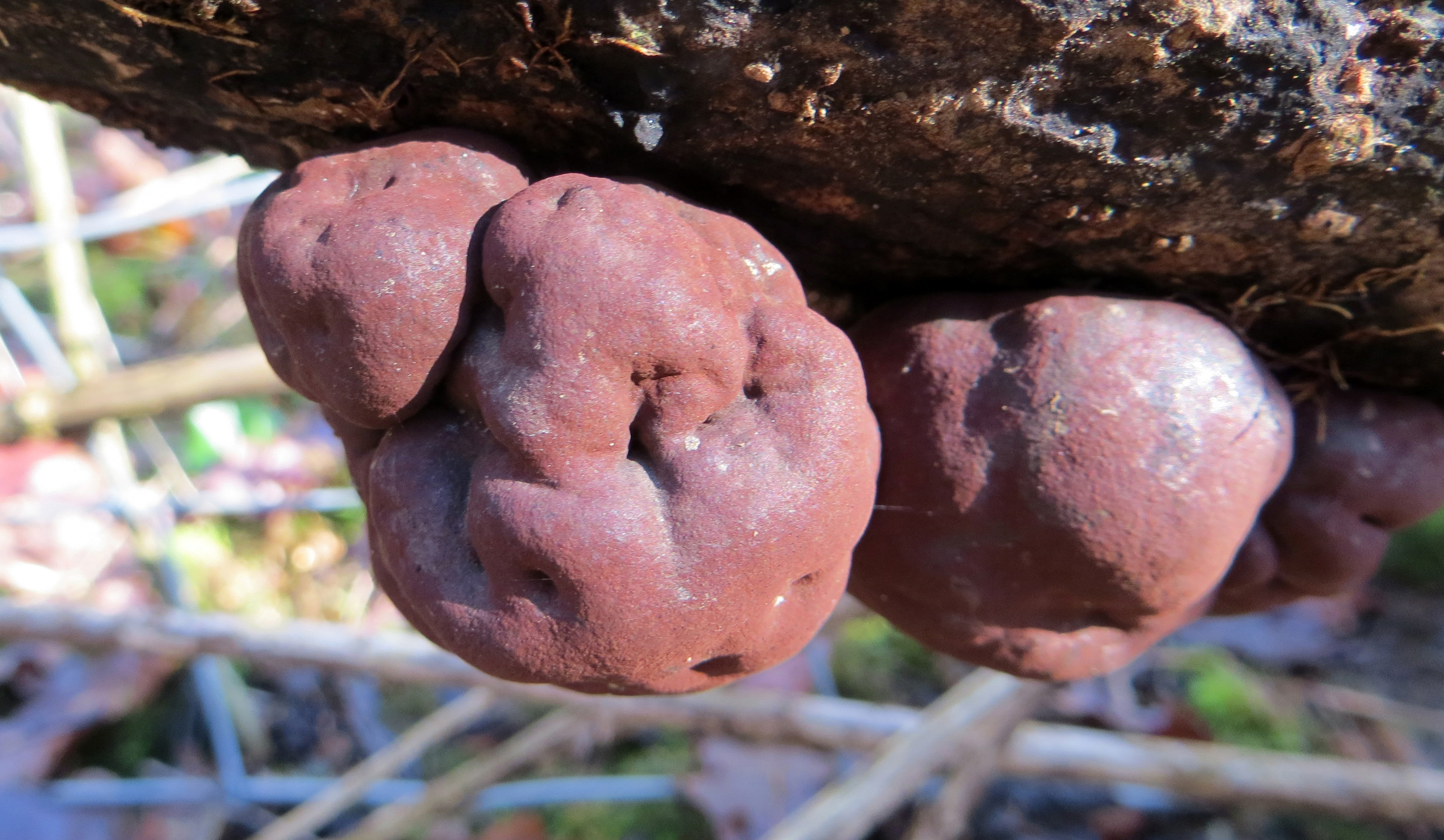 King Alfred’s cakes | earthstar