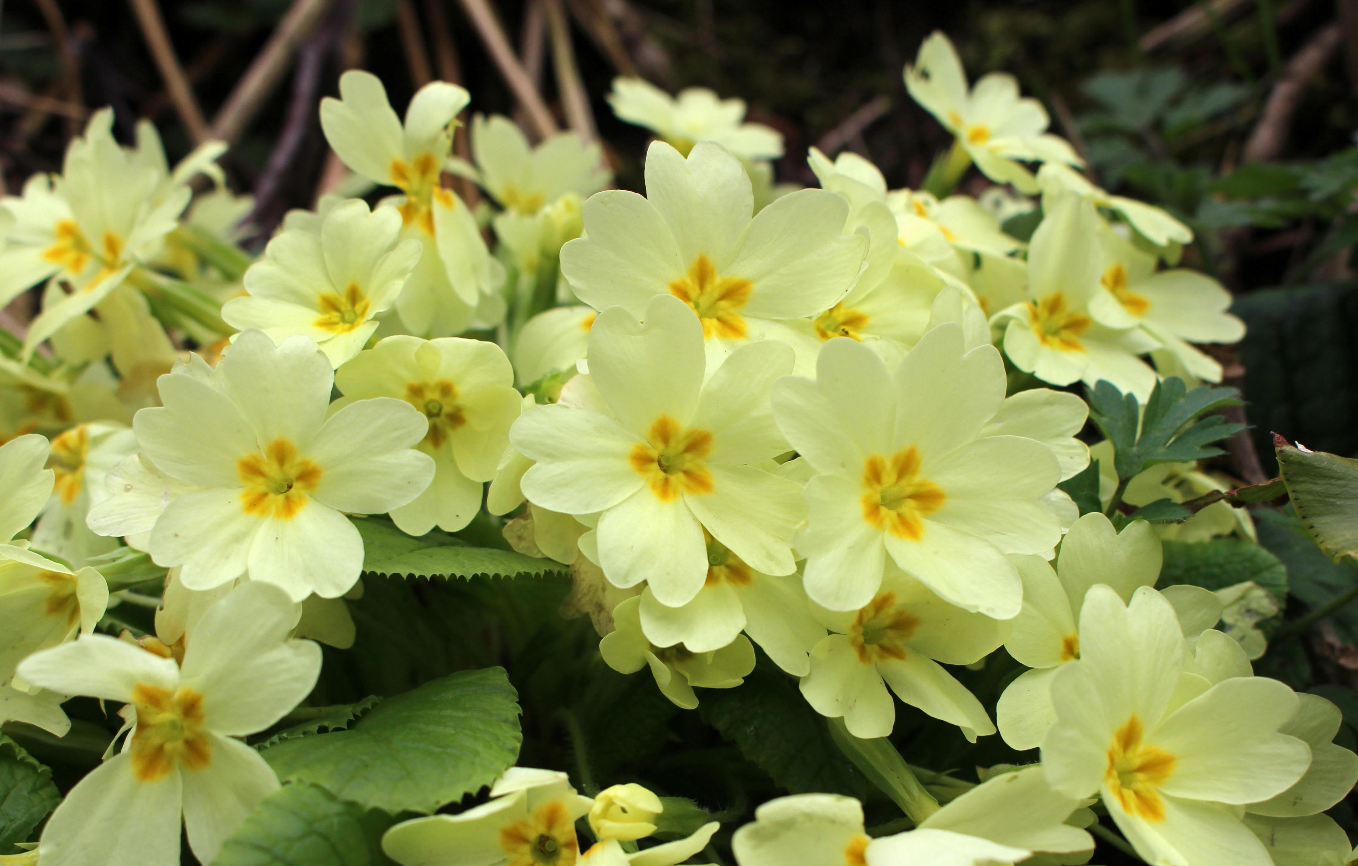 Sweet early Flower | earthstar