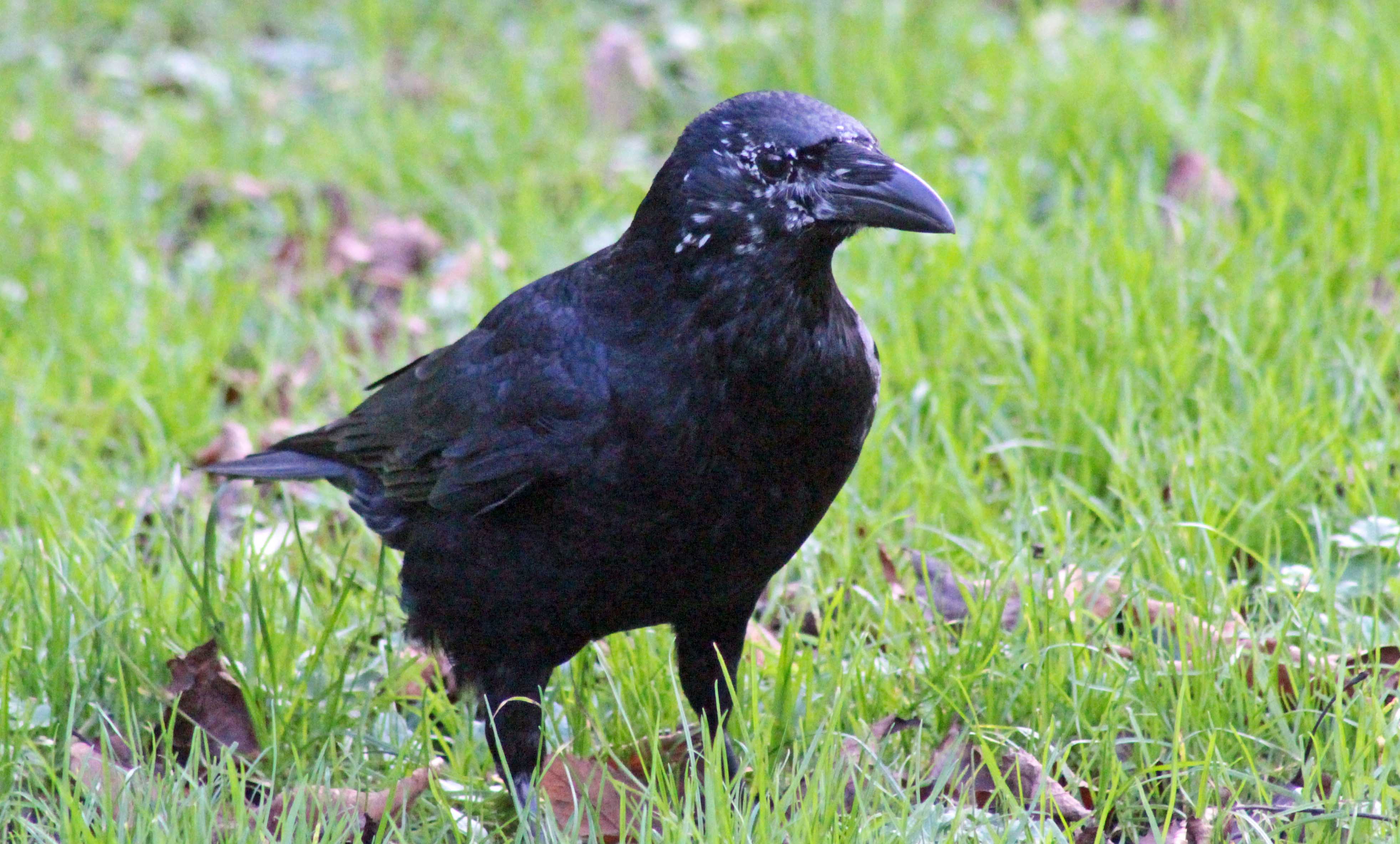 Leucism in birds | earthstar