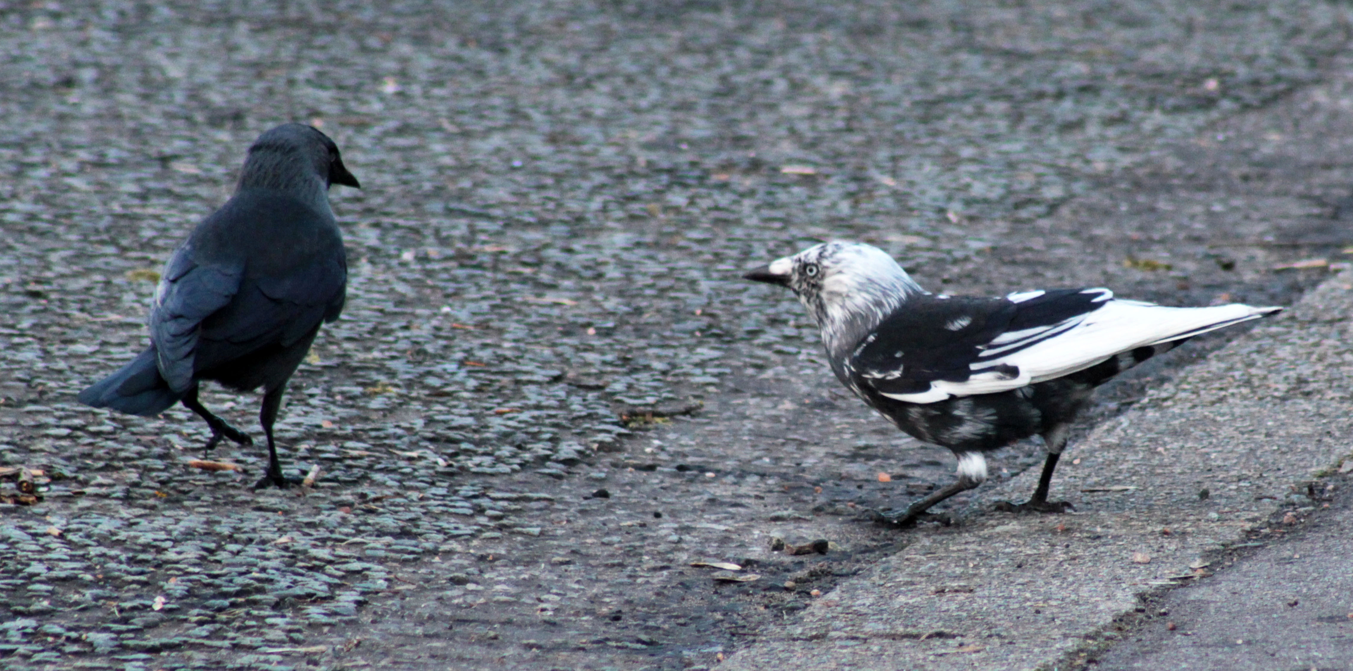 Leucism in birds | earthstar