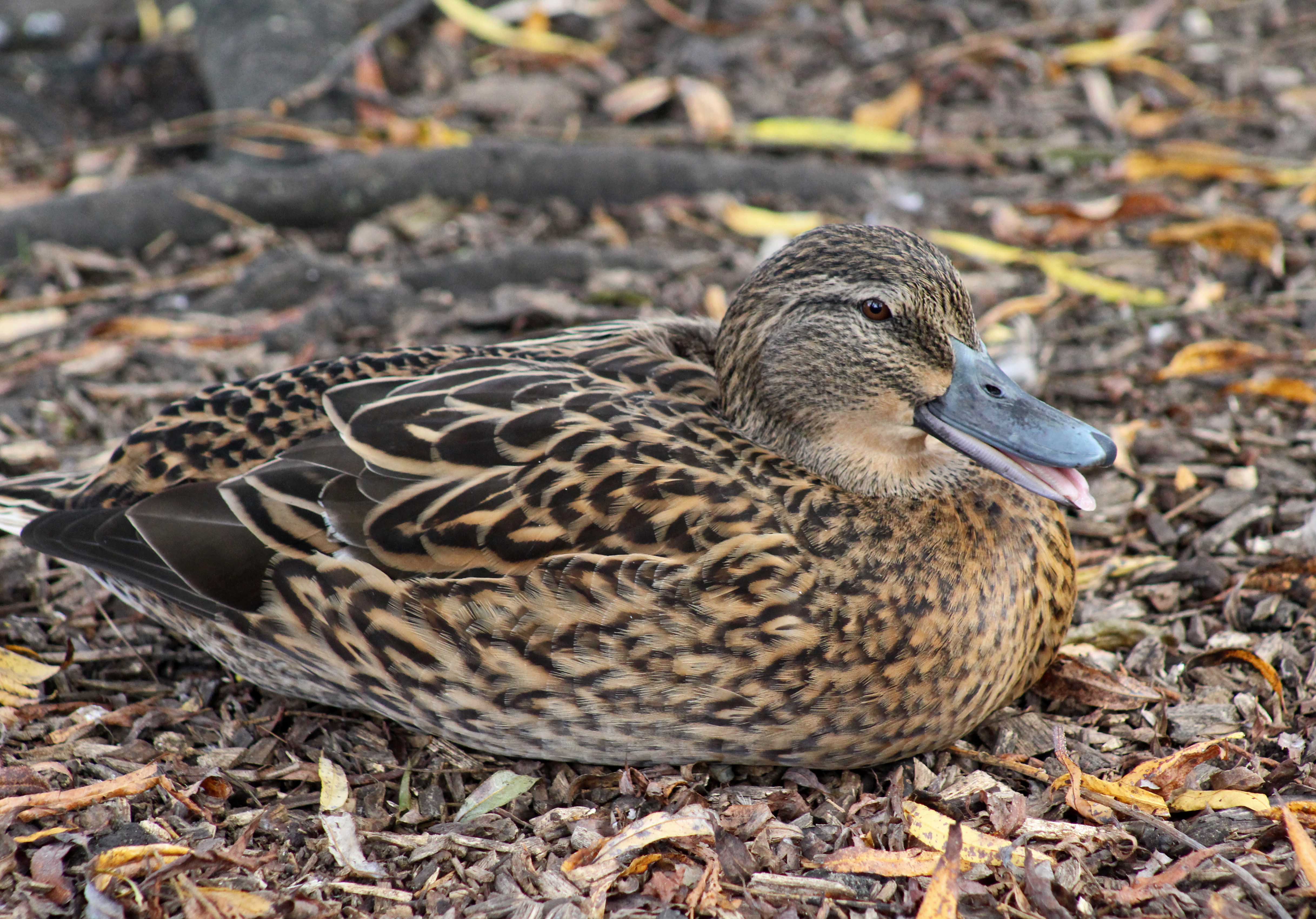 Meet the Mallards | earthstar