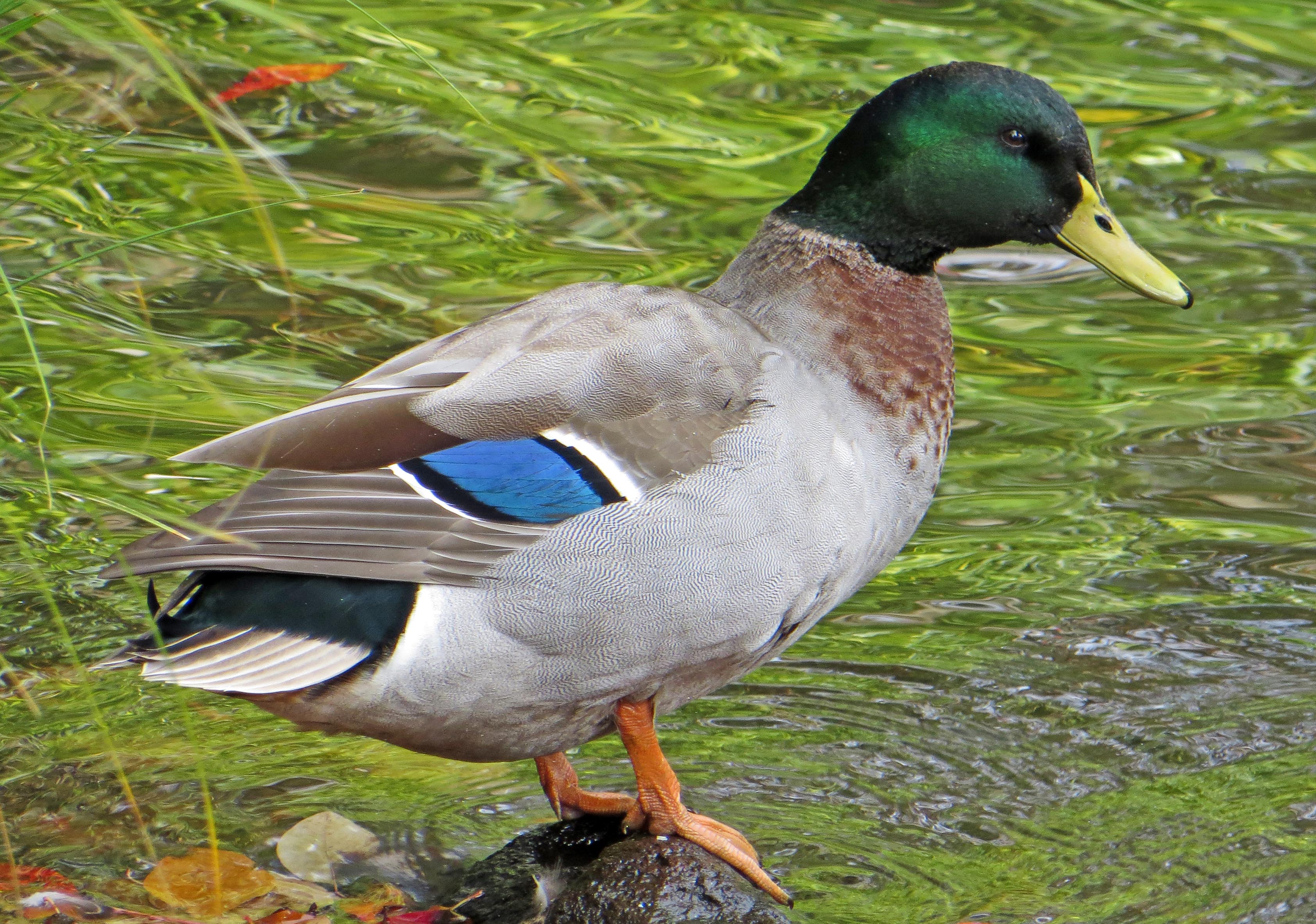 Meet the Mallards | earthstar