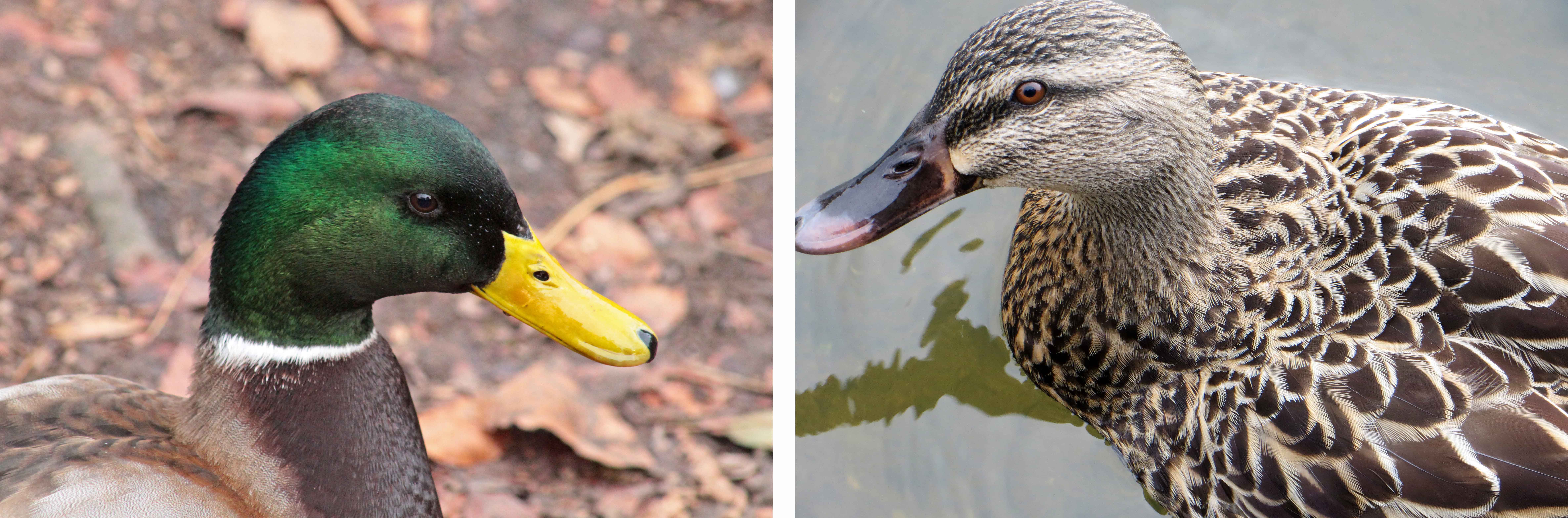 Meet the Mallards | earthstar