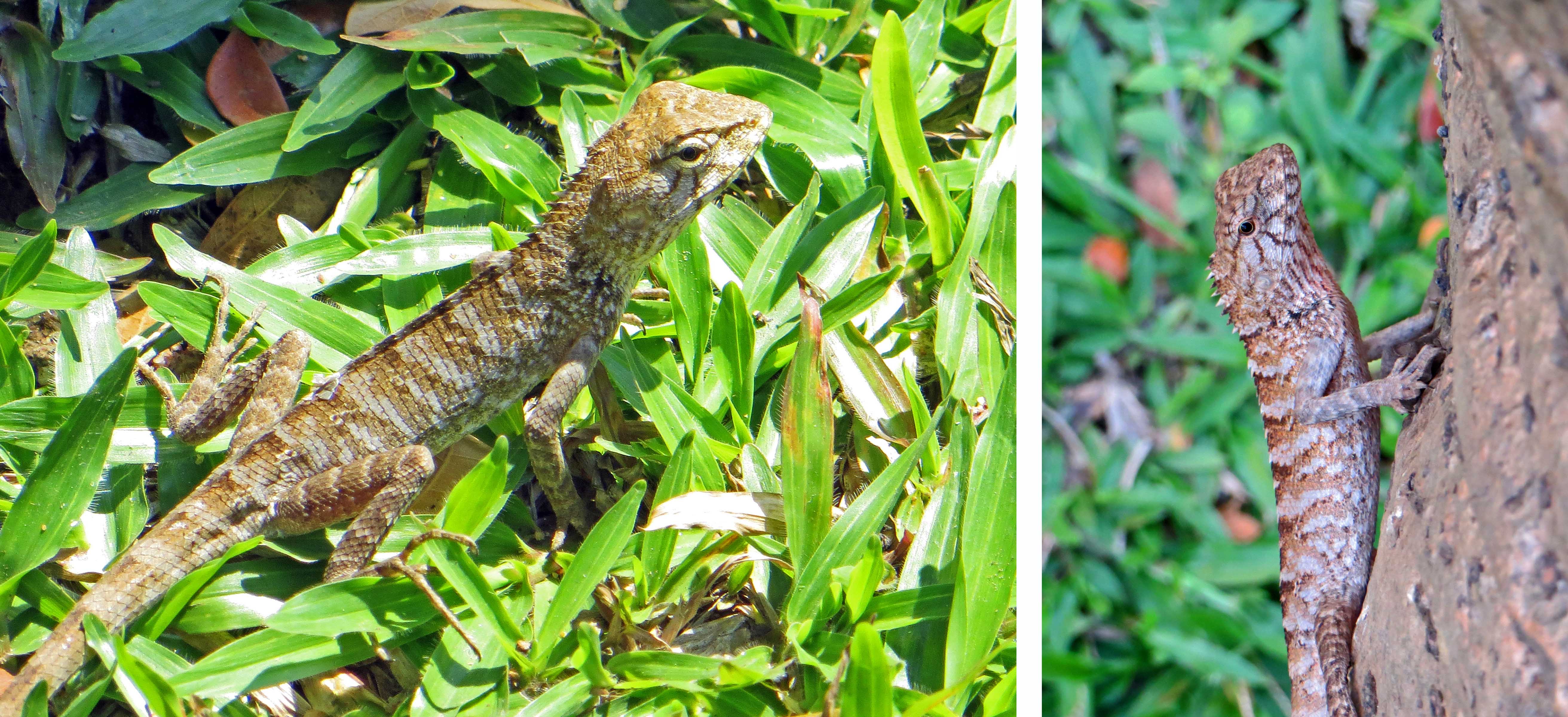 A most Changeable Lizard | earthstar