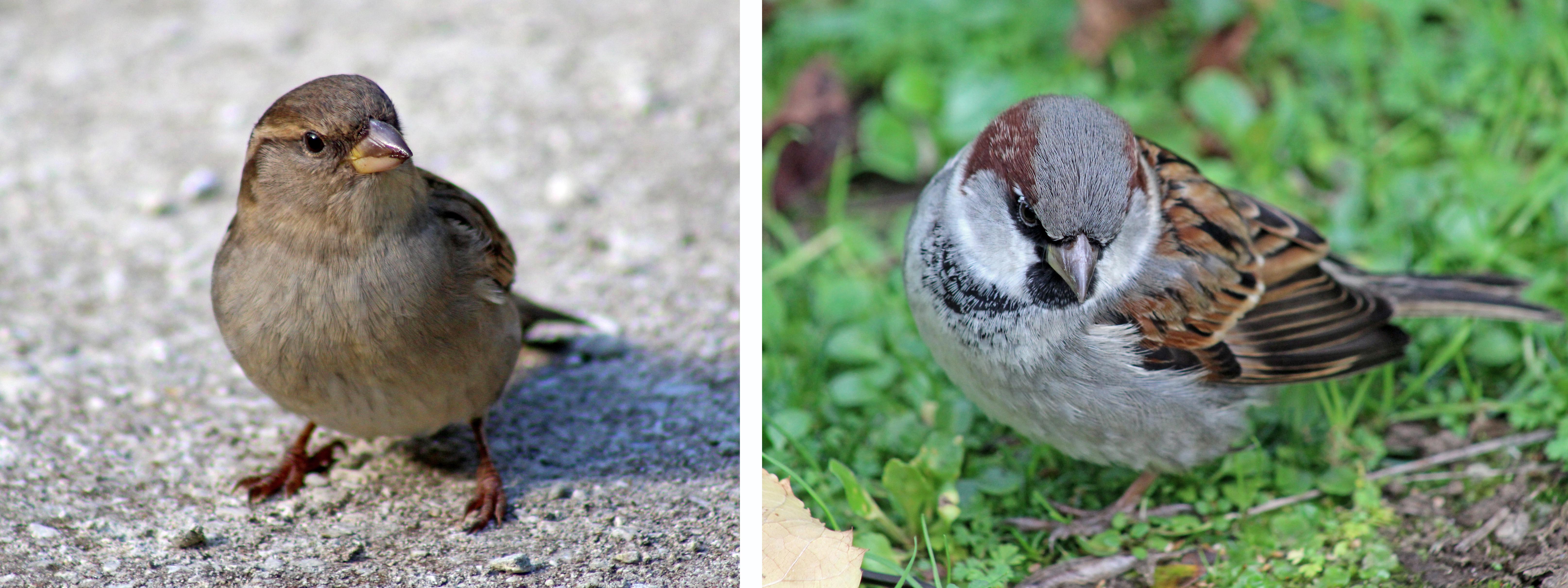 It’s World Sparrow Day! | earthstar