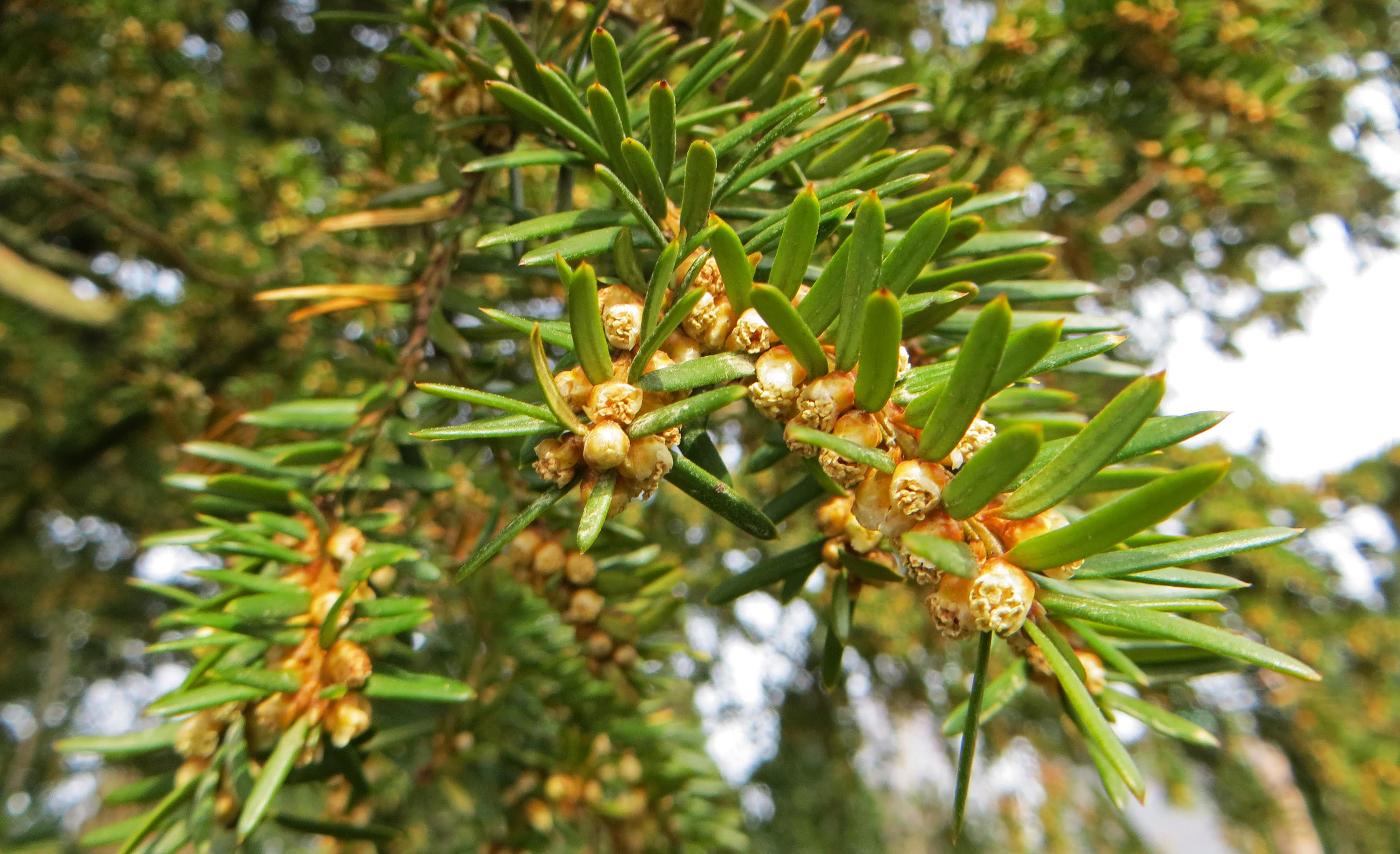 Flowering Yew trees | earthstar