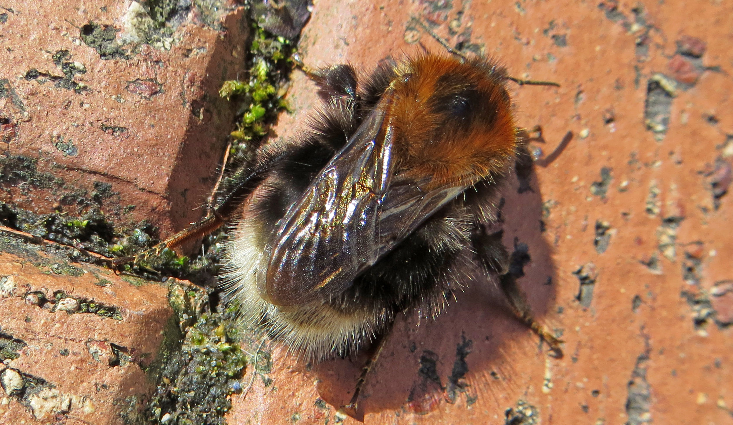 Bumblebee Mites Earthstar
