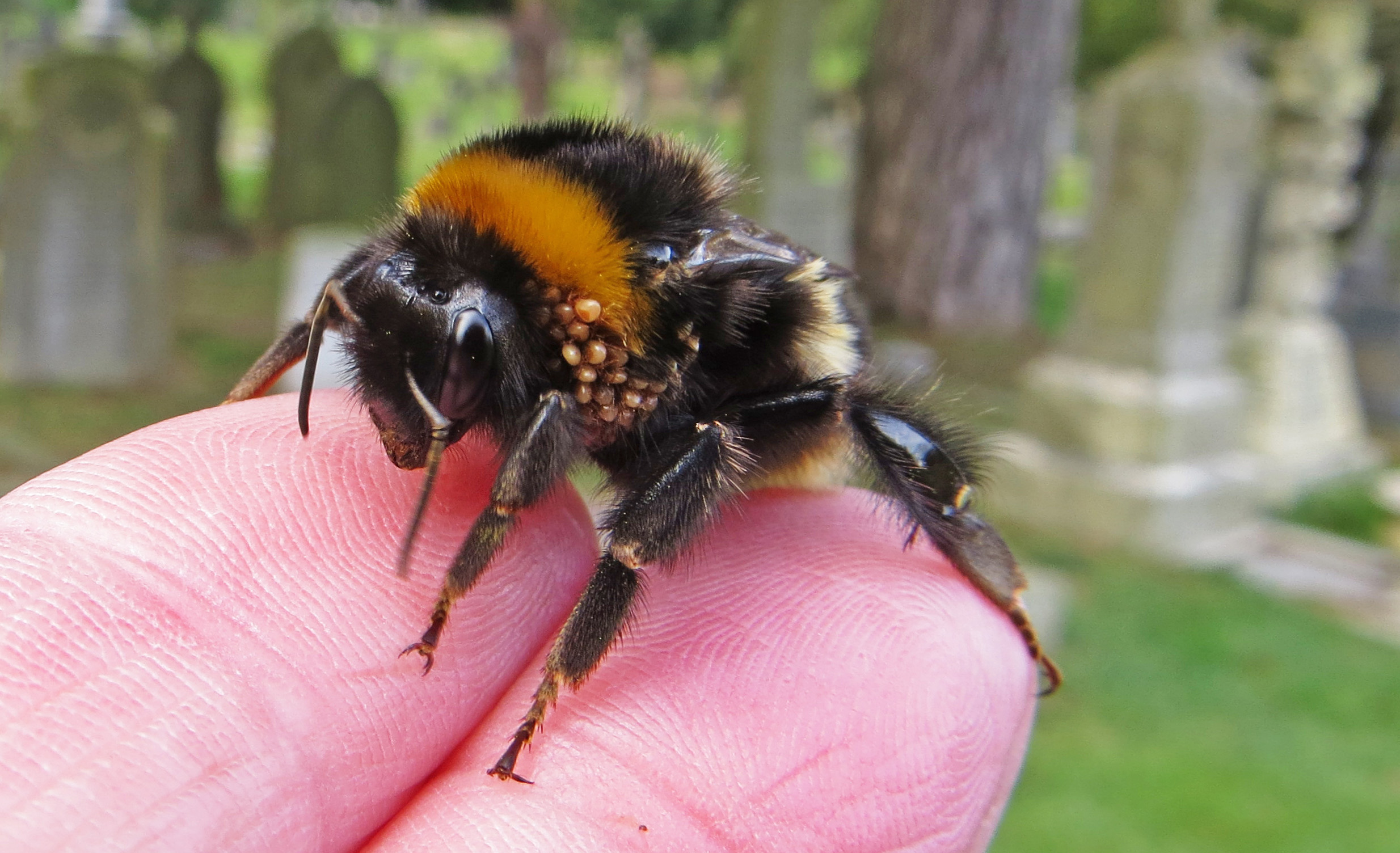 Bumblebee Mites Earthstar