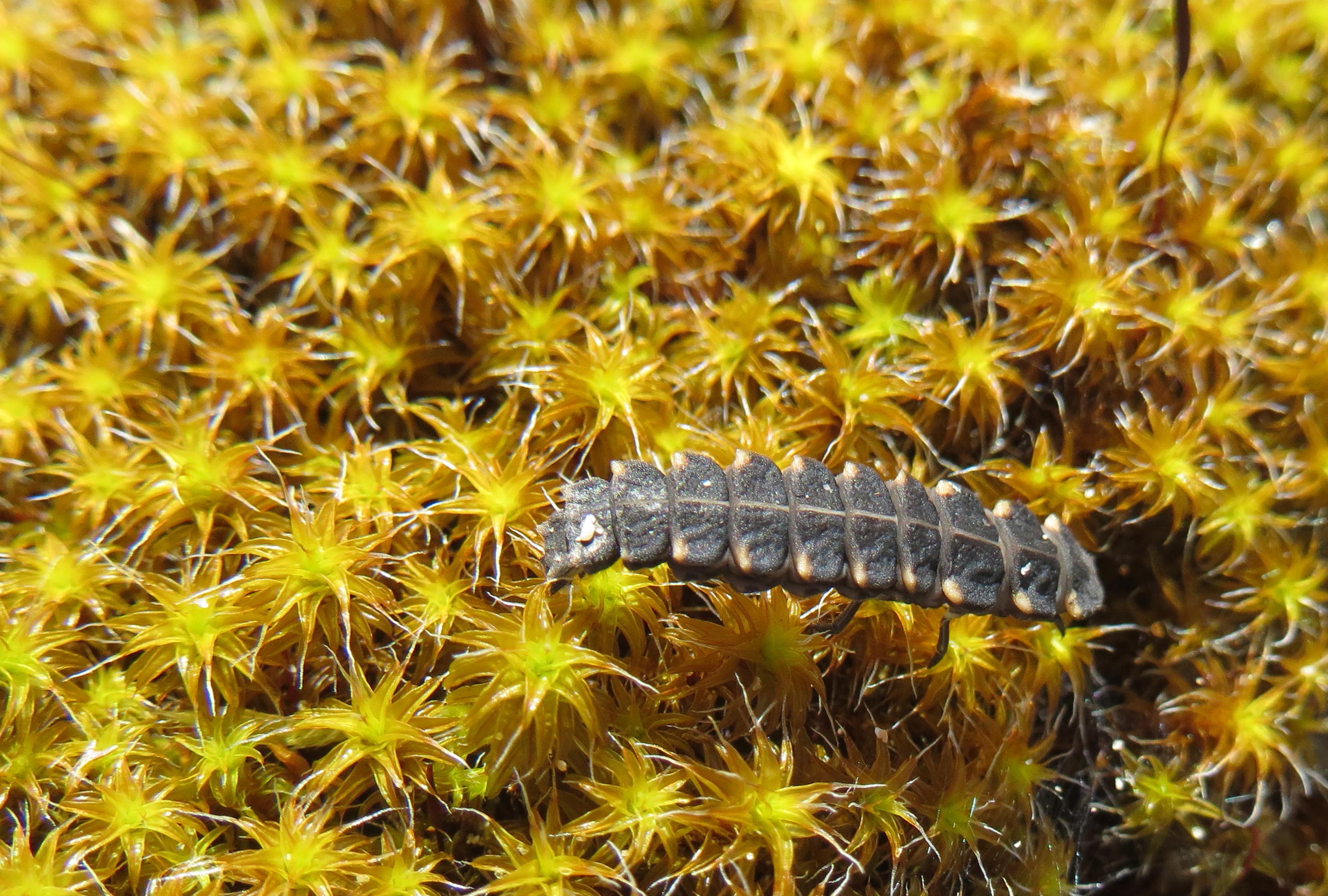 The larva before the worm | earthstar