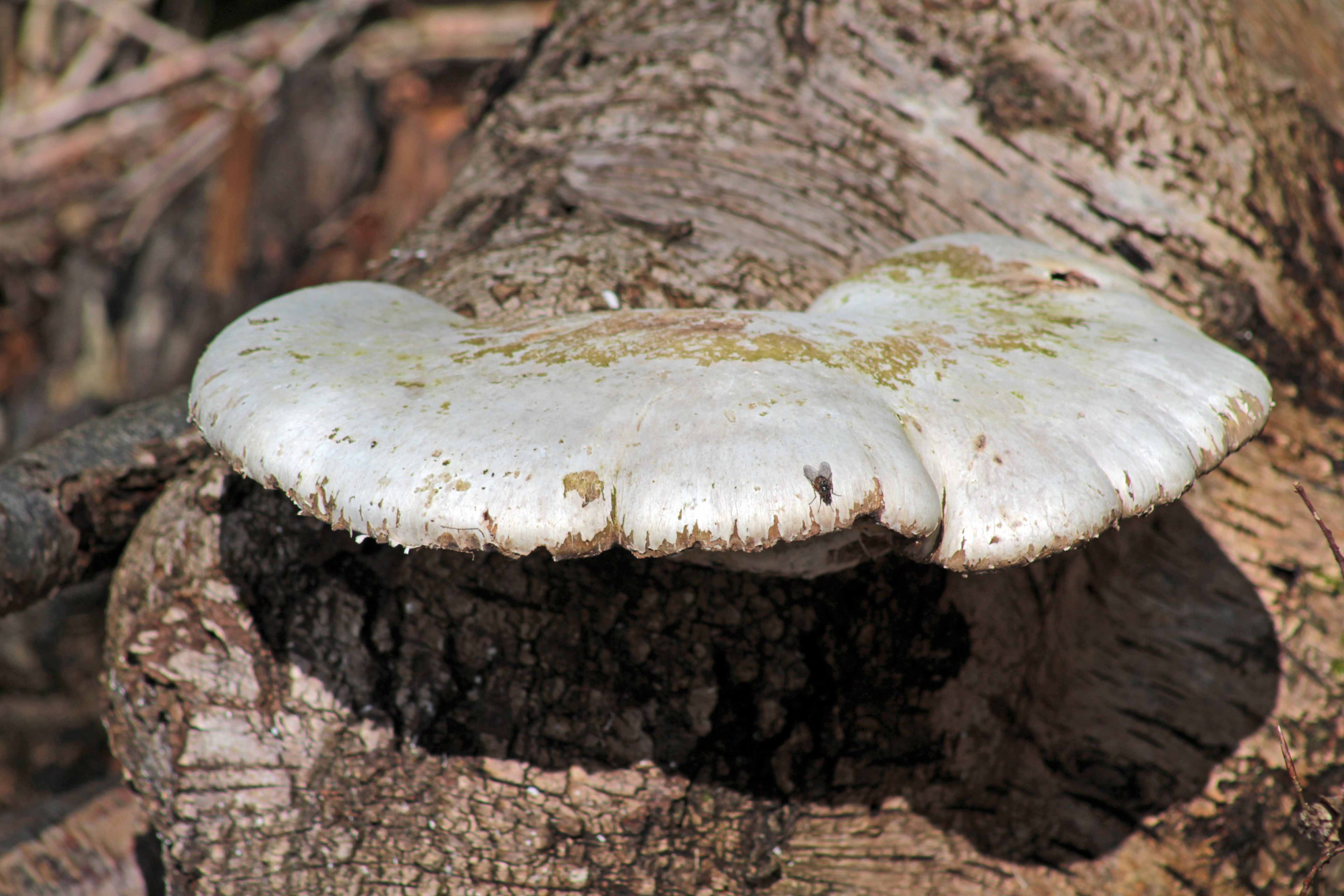 160415 Coed Ty Rhiw foray (1) | earthstar