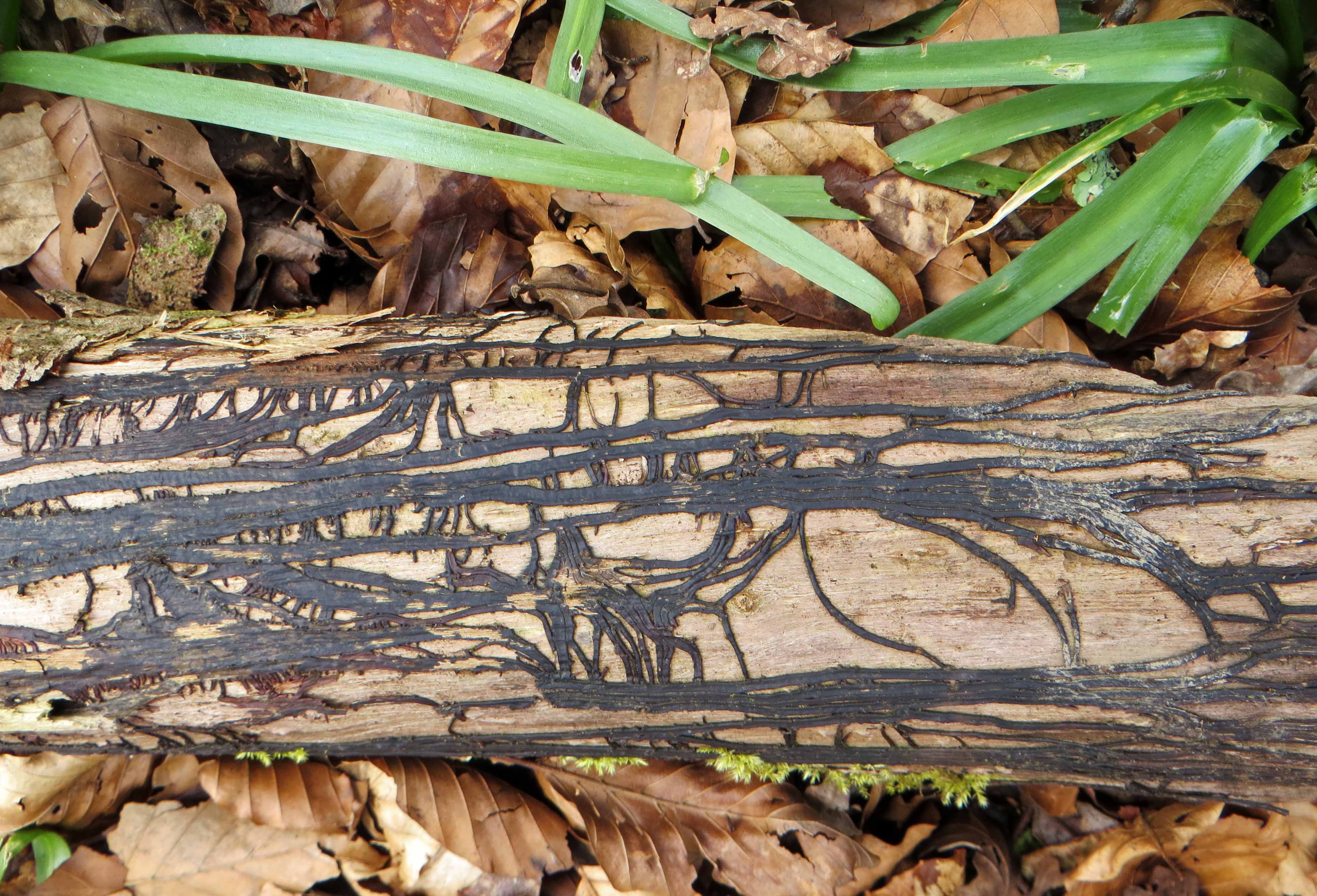 160415 Coed Ty Rhiw foray (20) | earthstar