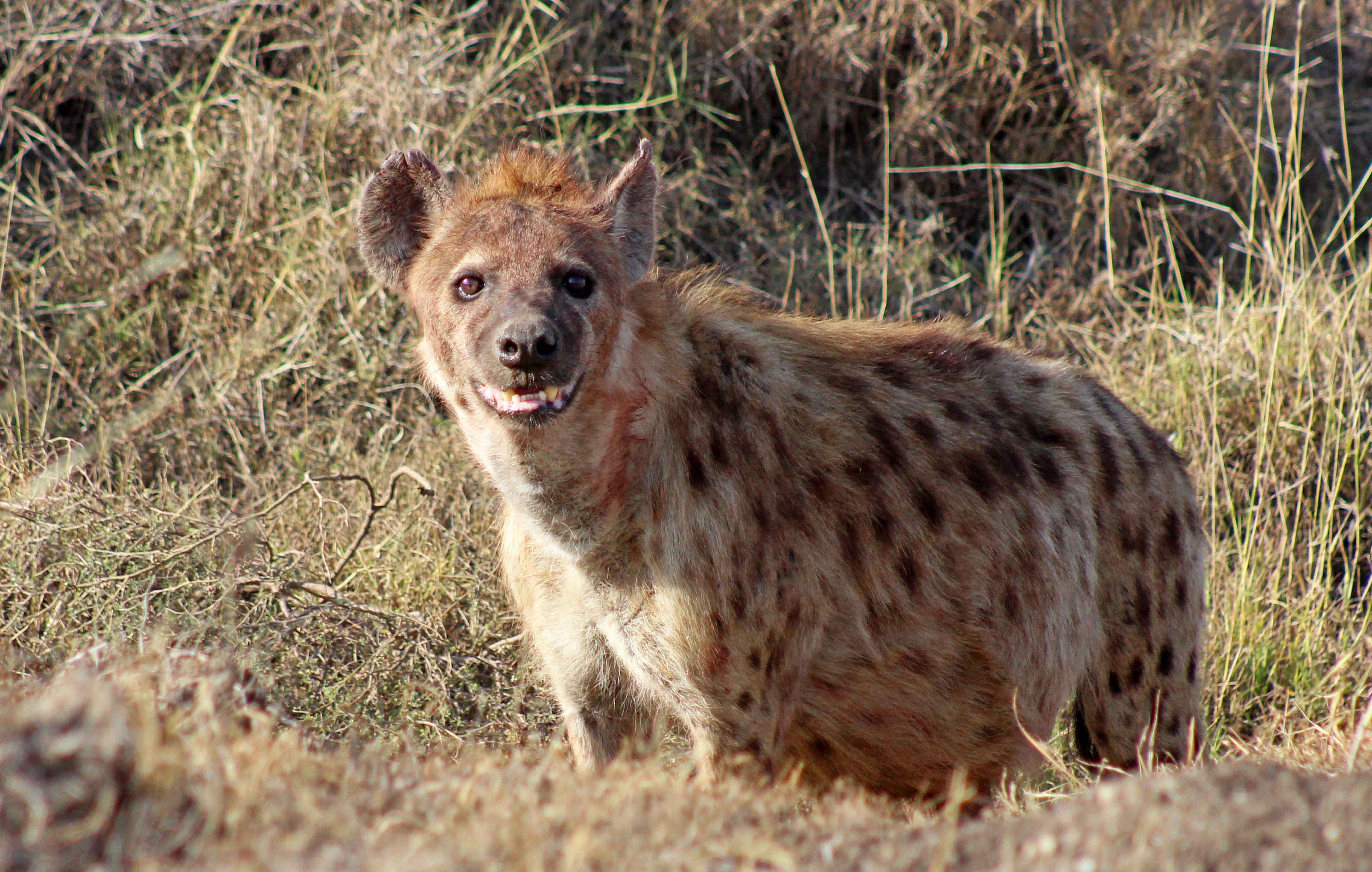 Hyena | earthstar