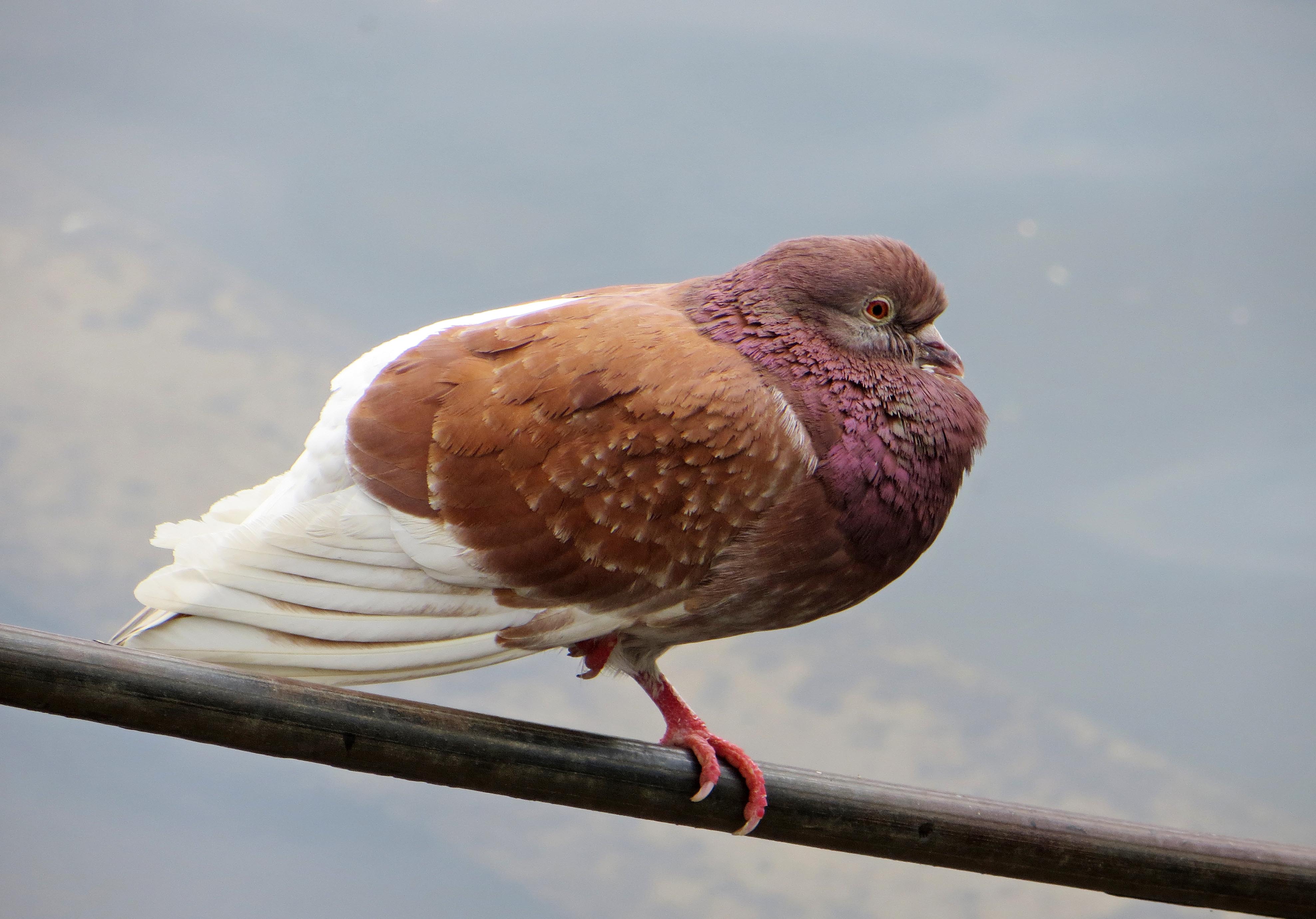 Pigeons: ‘rats with wings’? | earthstar