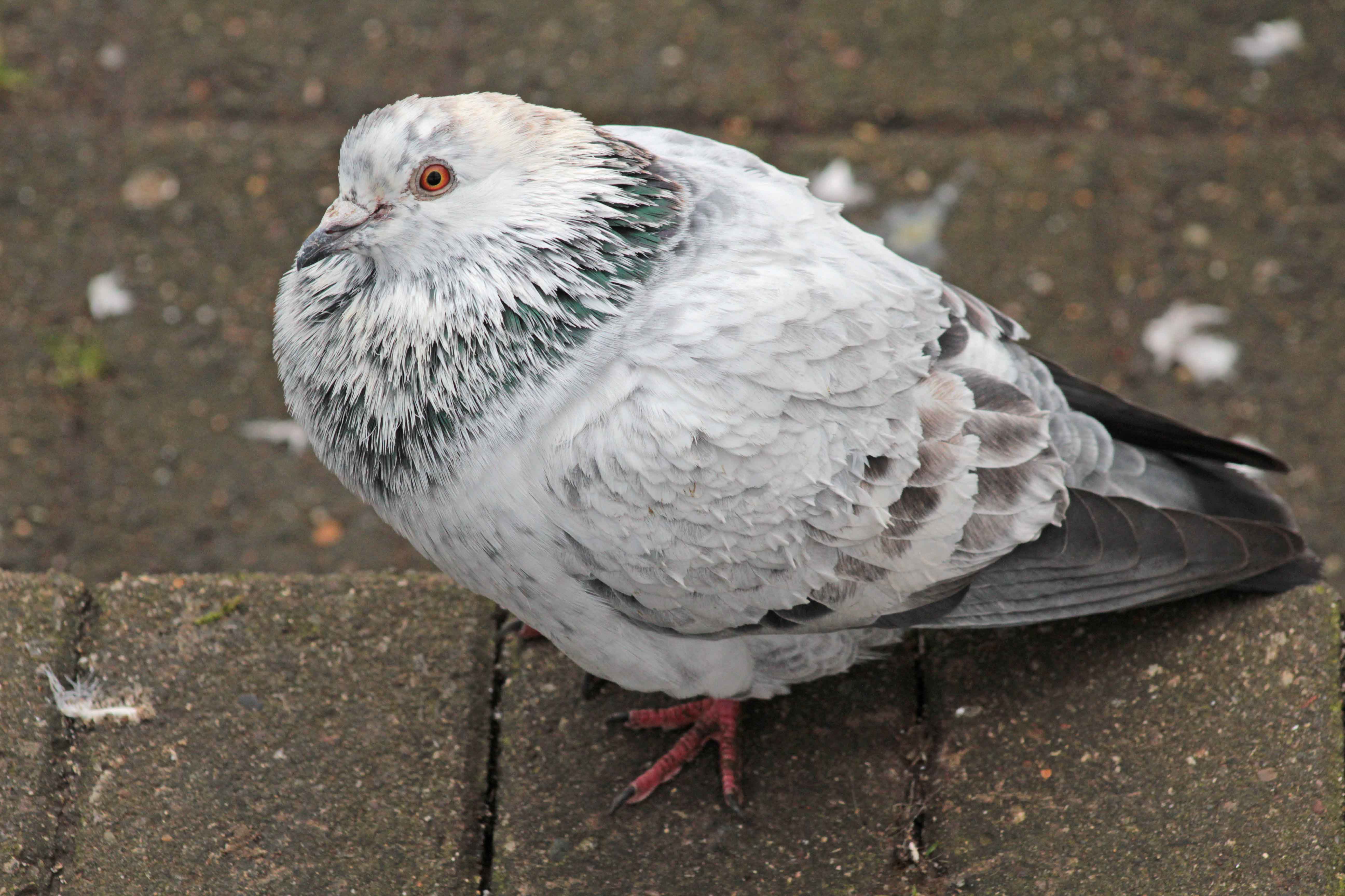 Pigeons: ‘rats with wings’? | earthstar