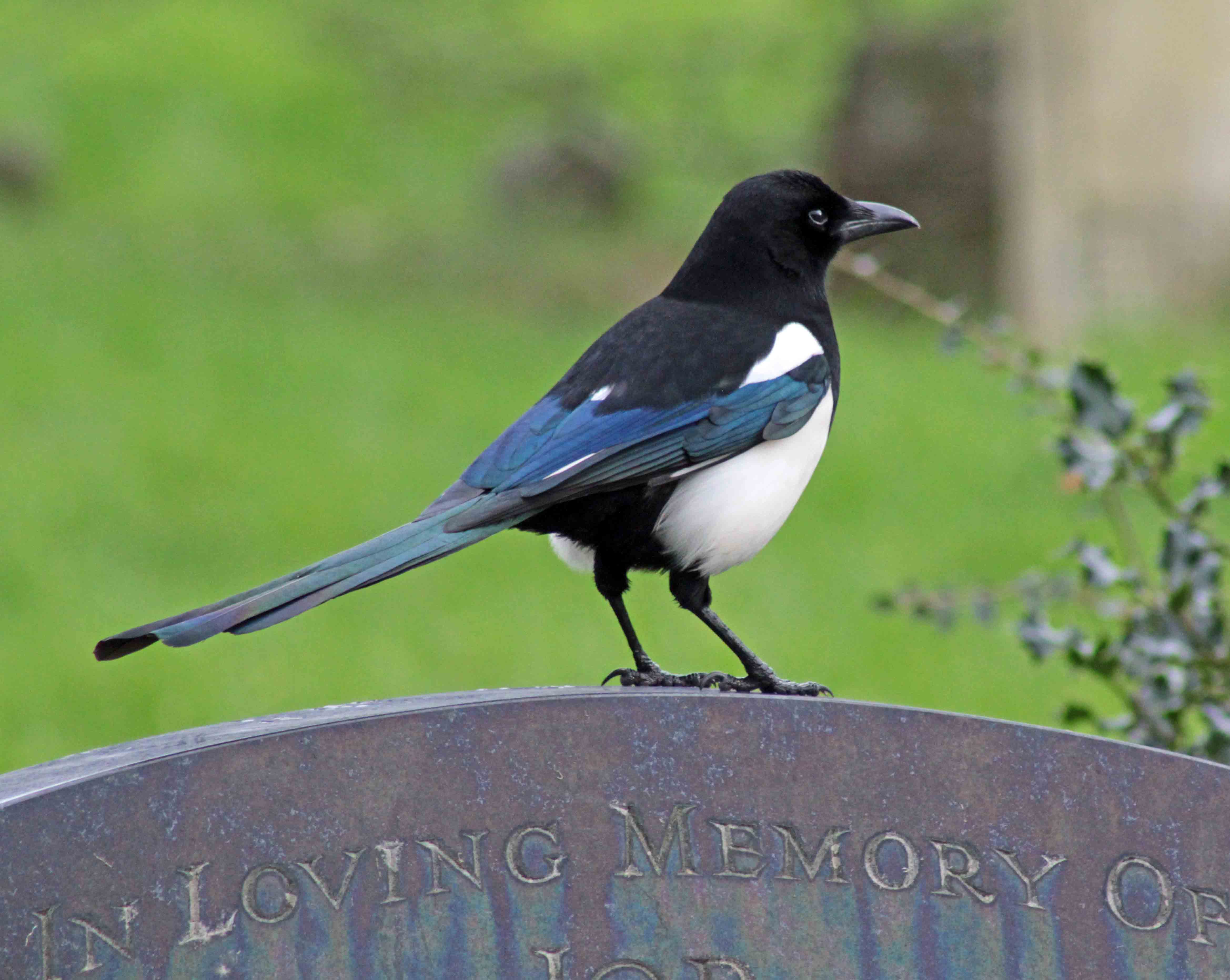 When is a magpie not a magpie? | earthstar