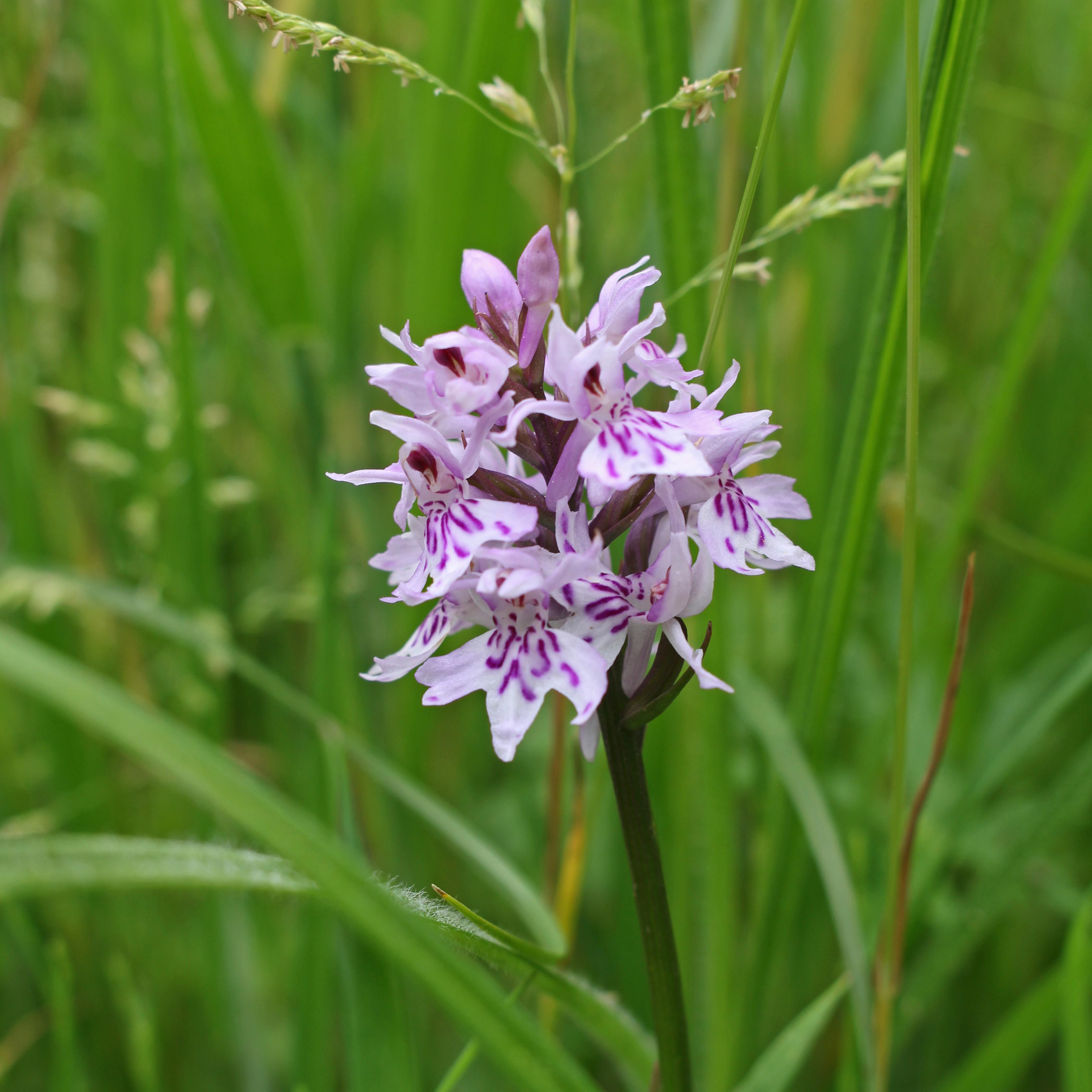 160610 coryton roundabout (11) | earthstar