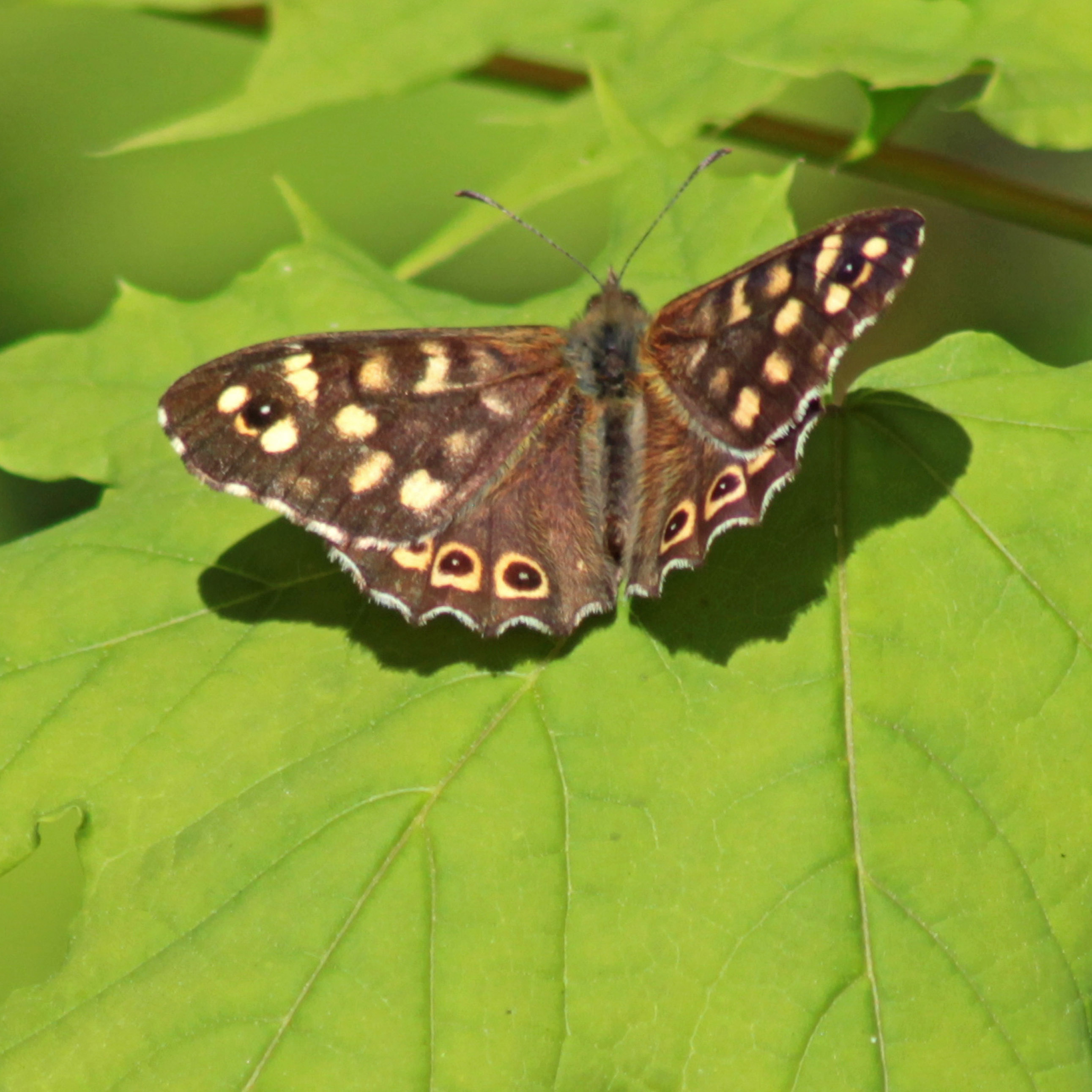 160610 coryton roundabout (14) | earthstar