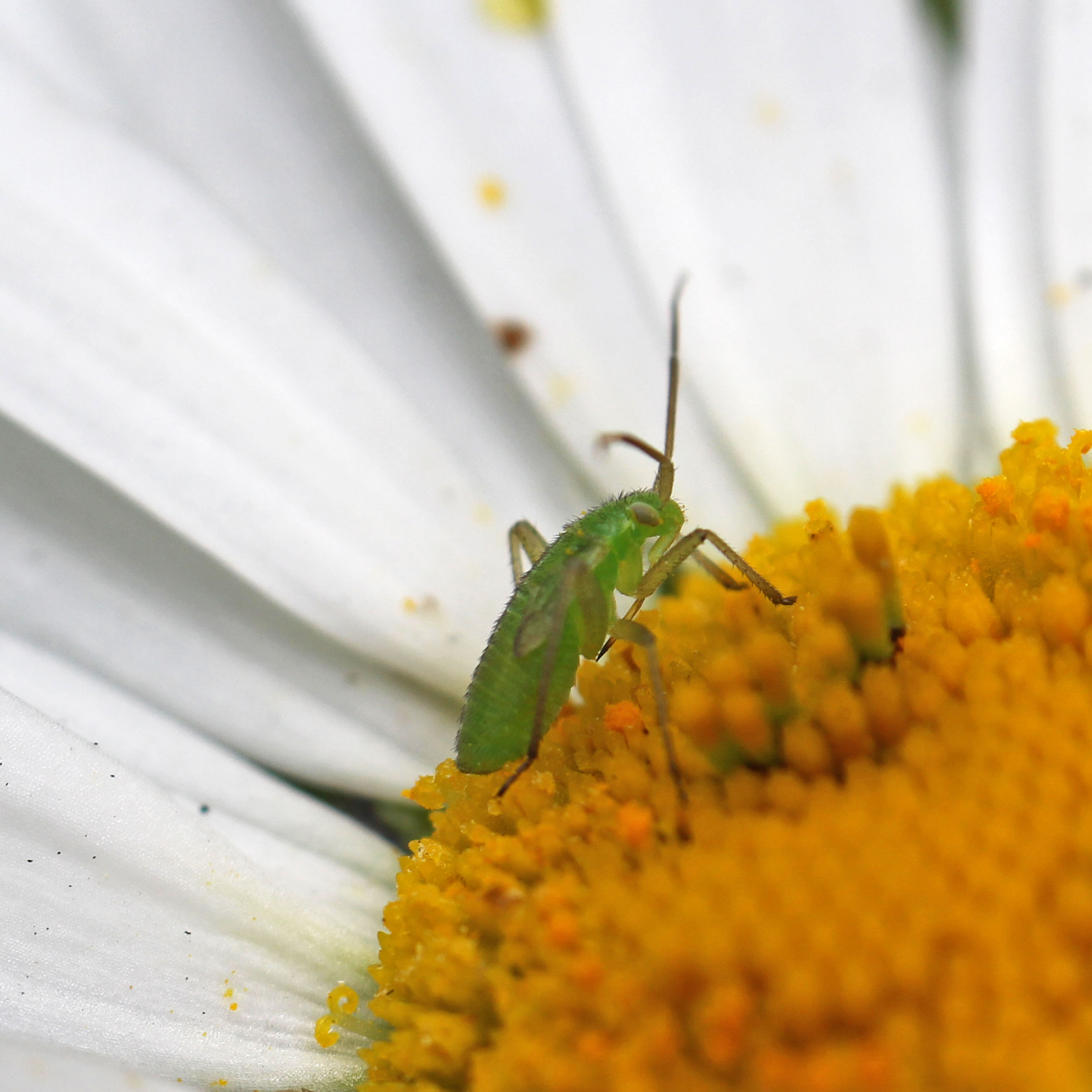 160610 coryton roundabout (3) | earthstar