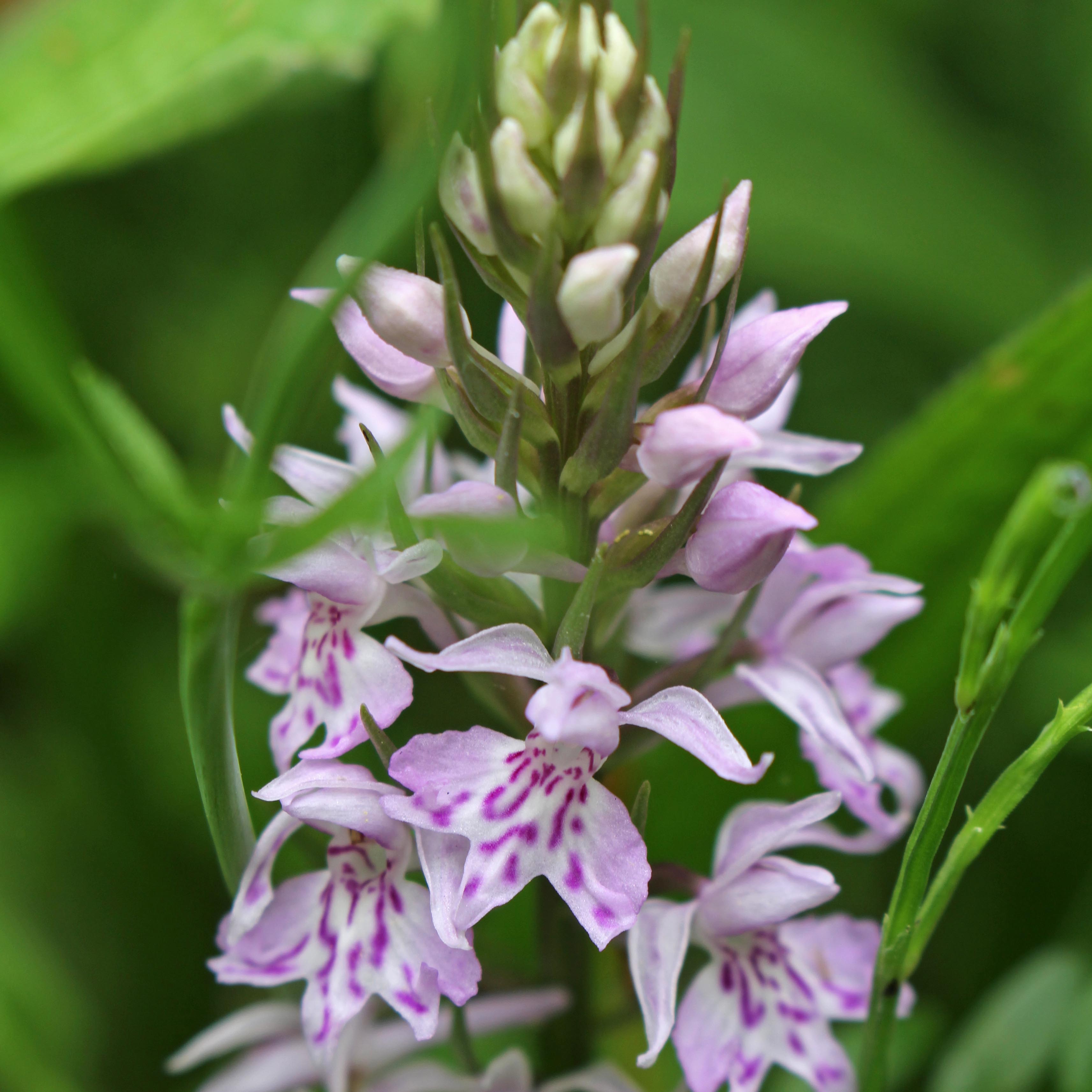 160610 coryton roundabout (4) | earthstar