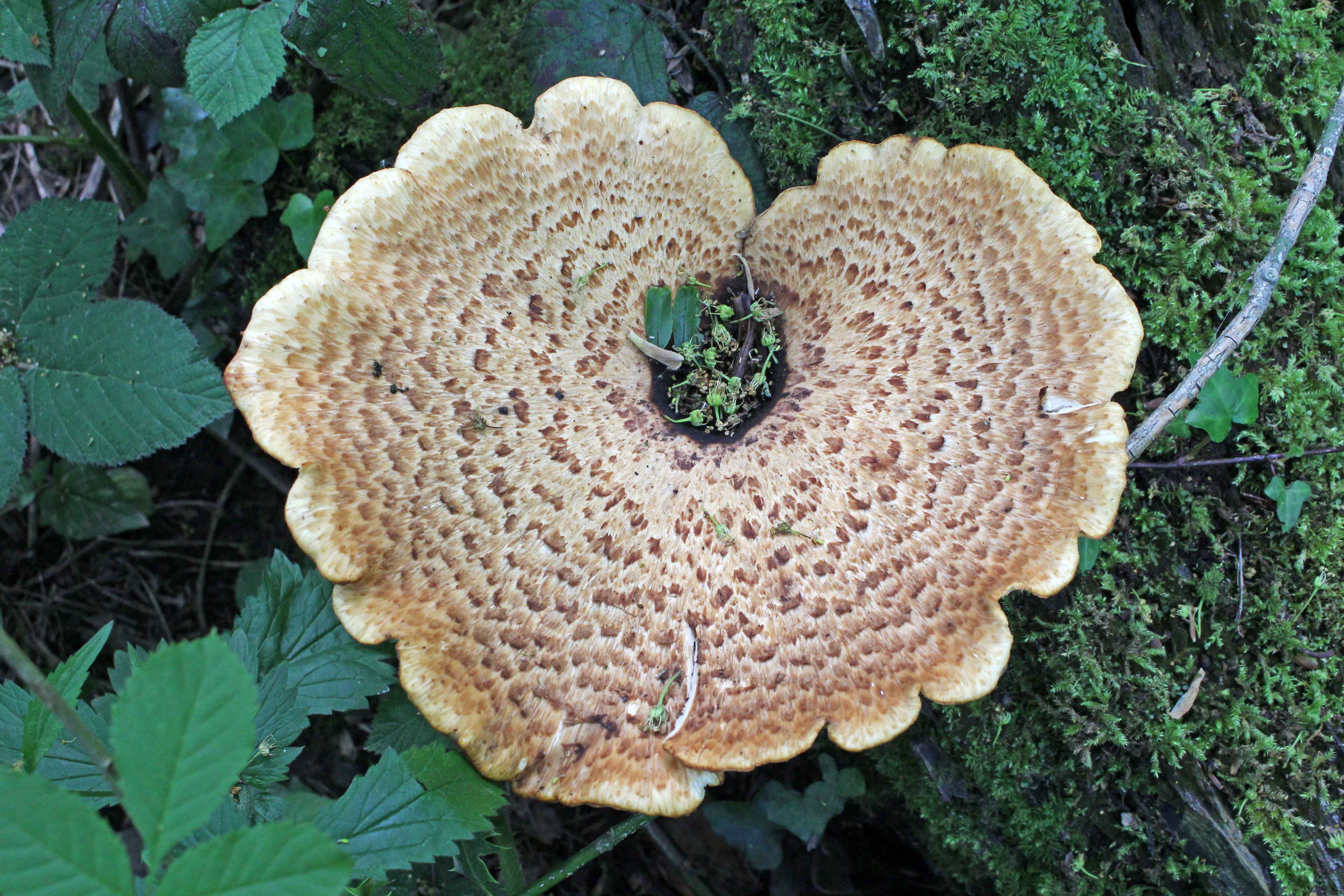 Dryad’s Saddle | earthstar