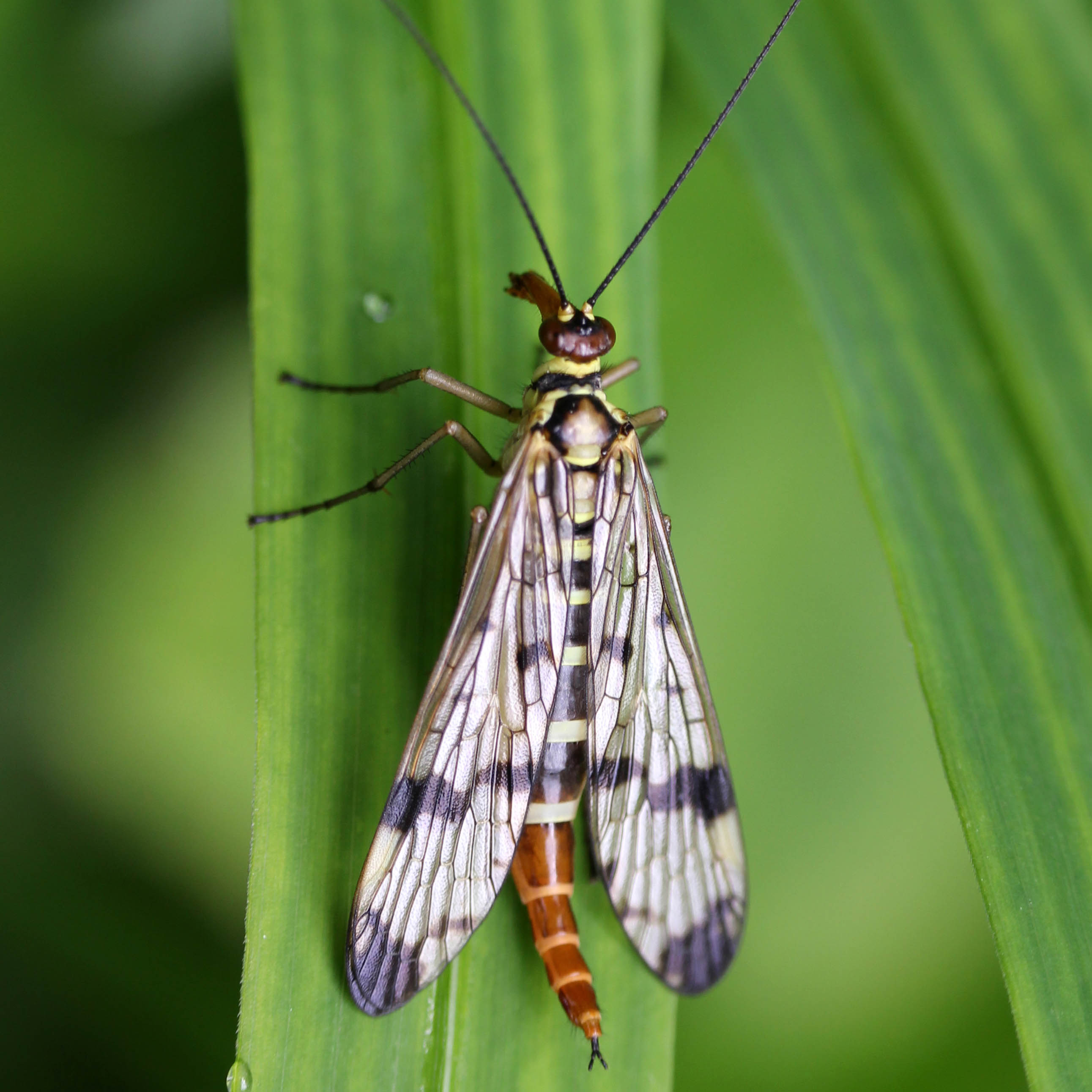 The scorpion that doesn’t sting | earthstar