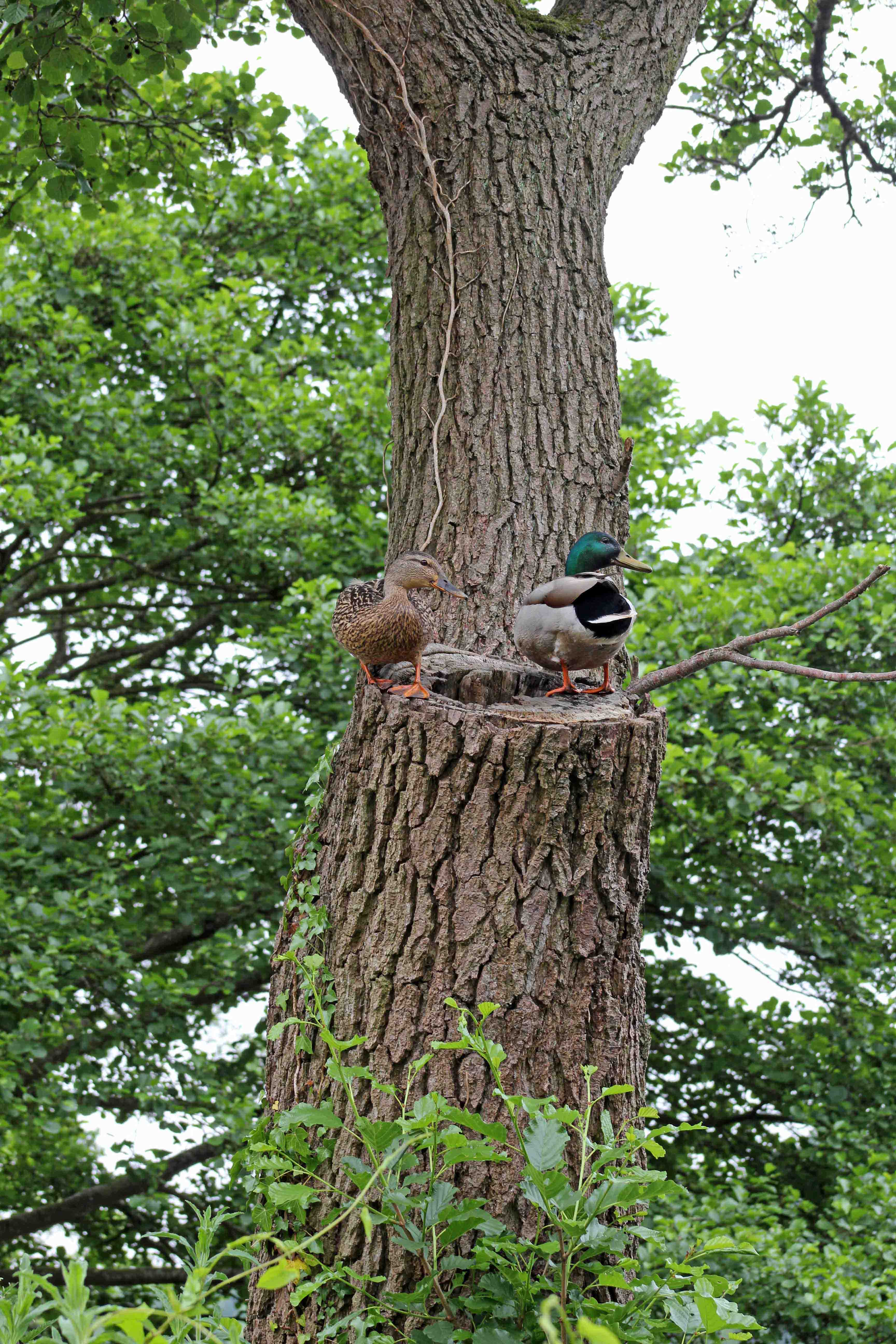 Two mallards up a tree | earthstar