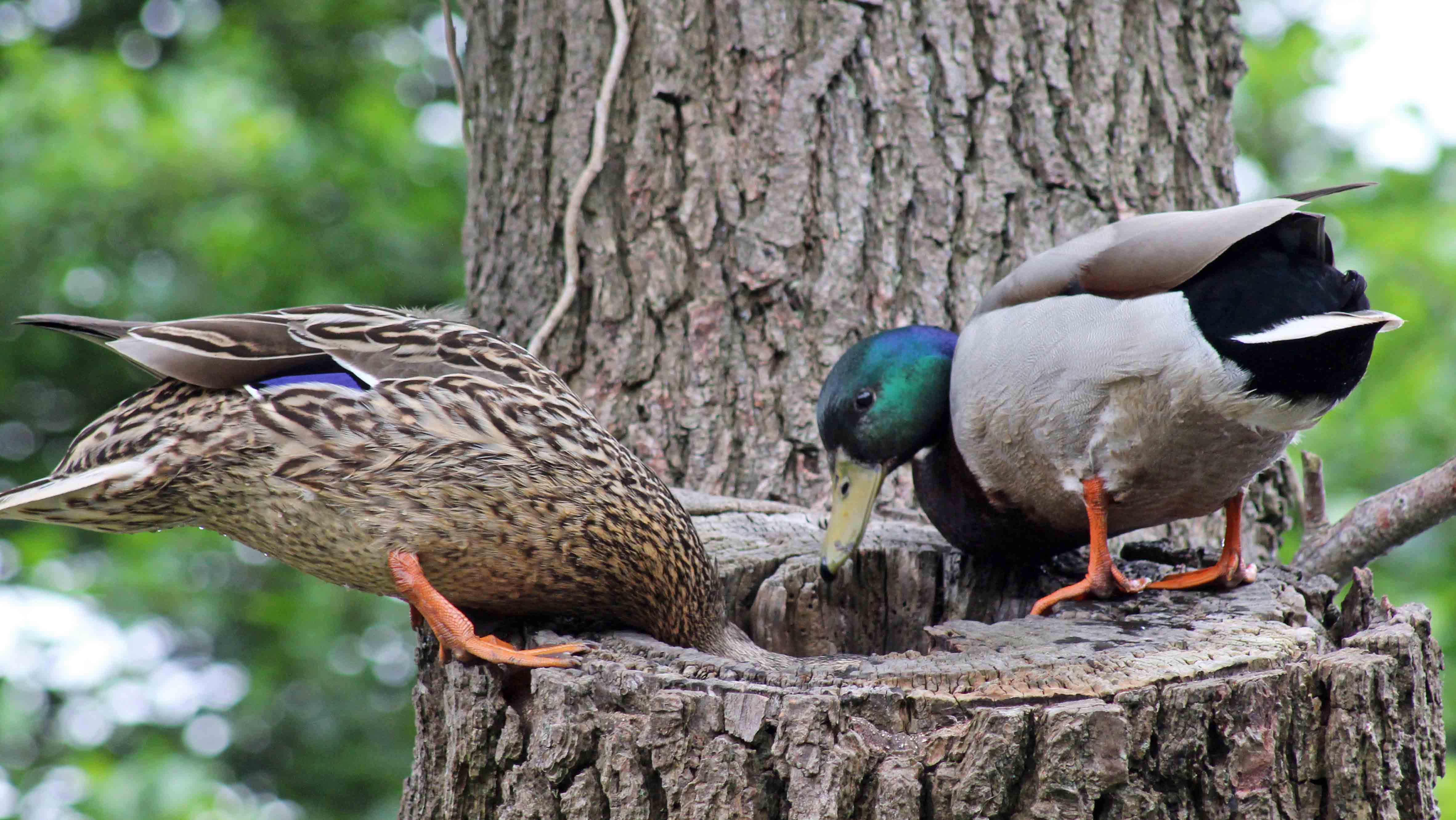 Two mallards up a tree | earthstar