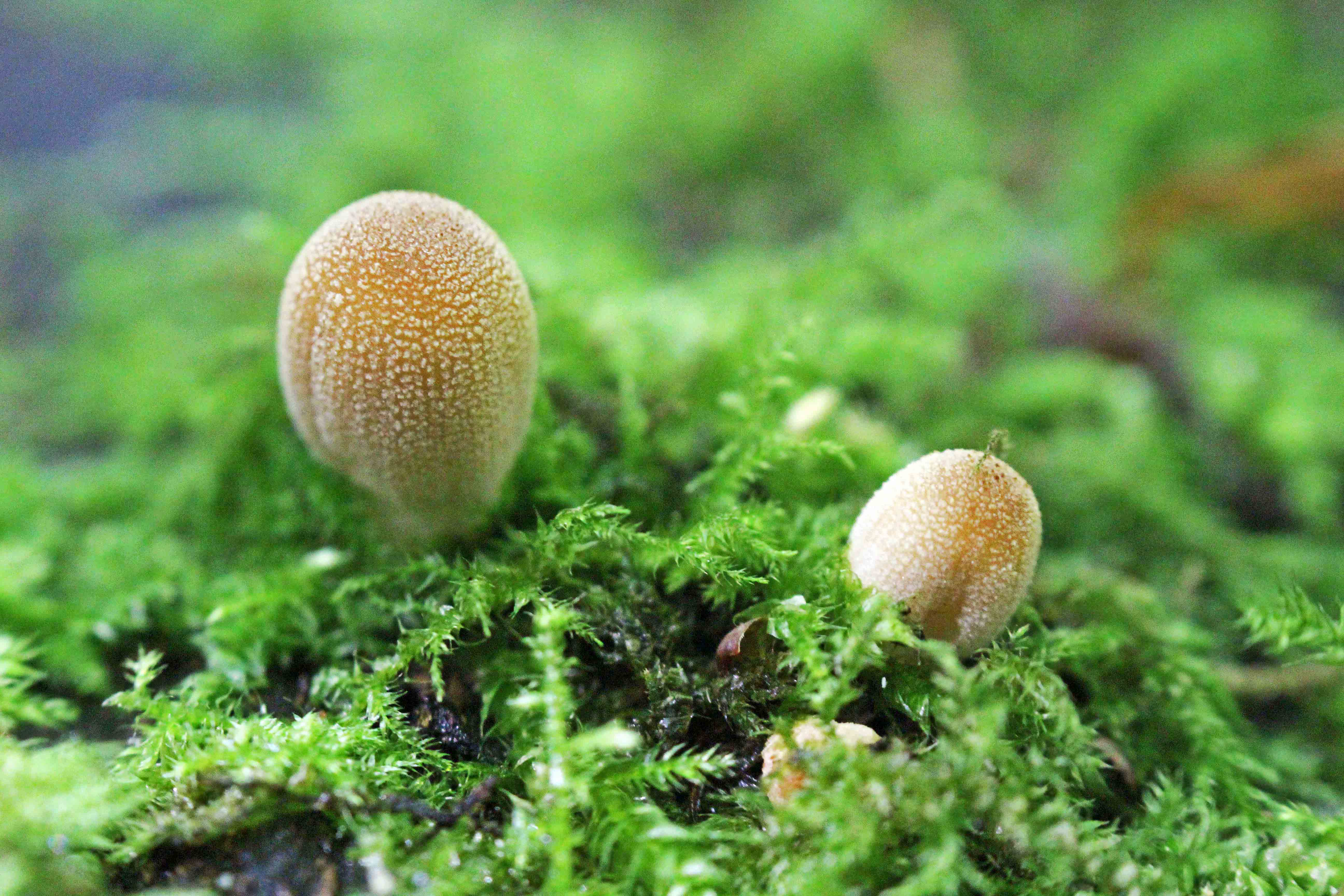 The photo-bombing beetle | earthstar