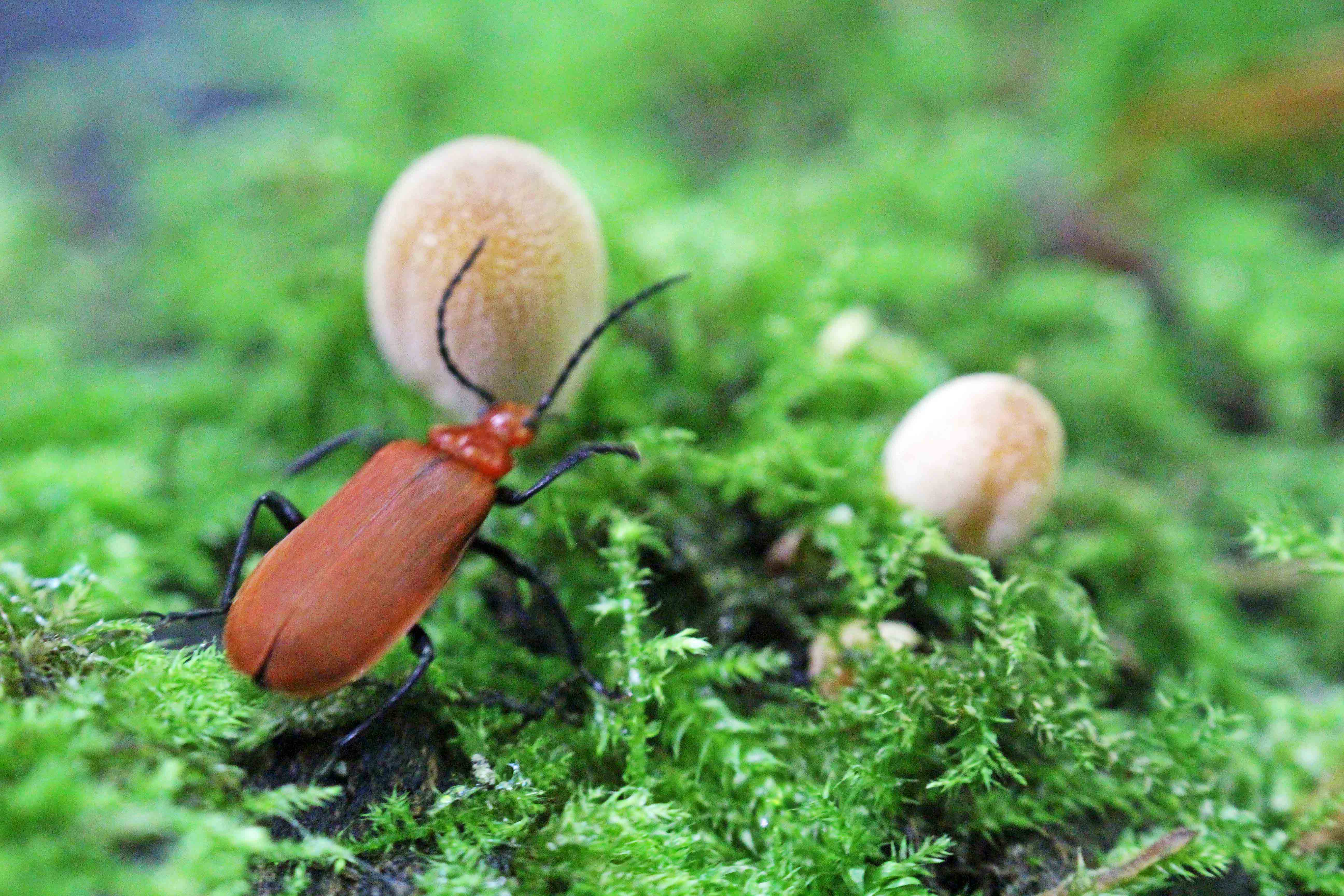 The photo-bombing beetle | earthstar