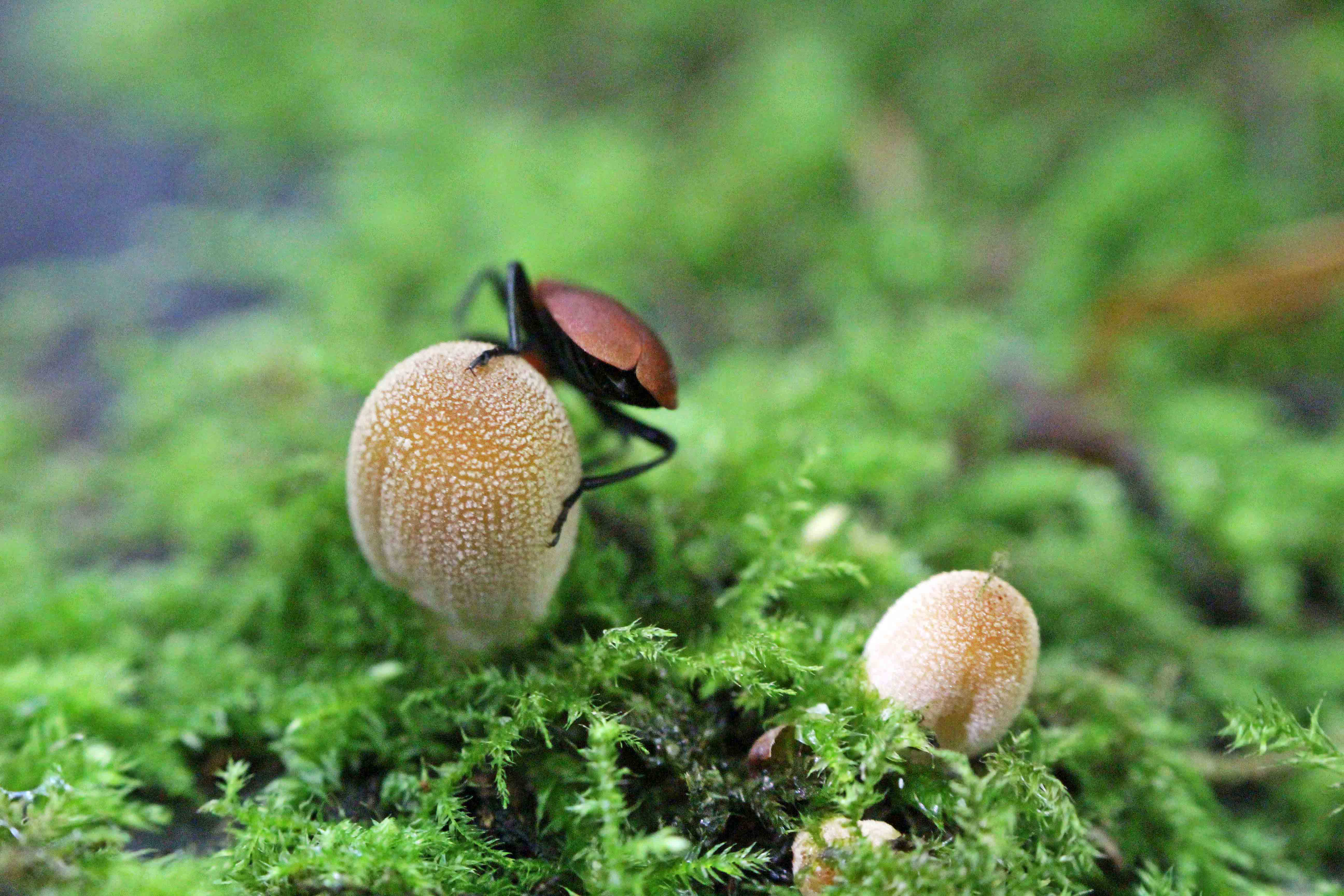 The photo-bombing beetle | earthstar