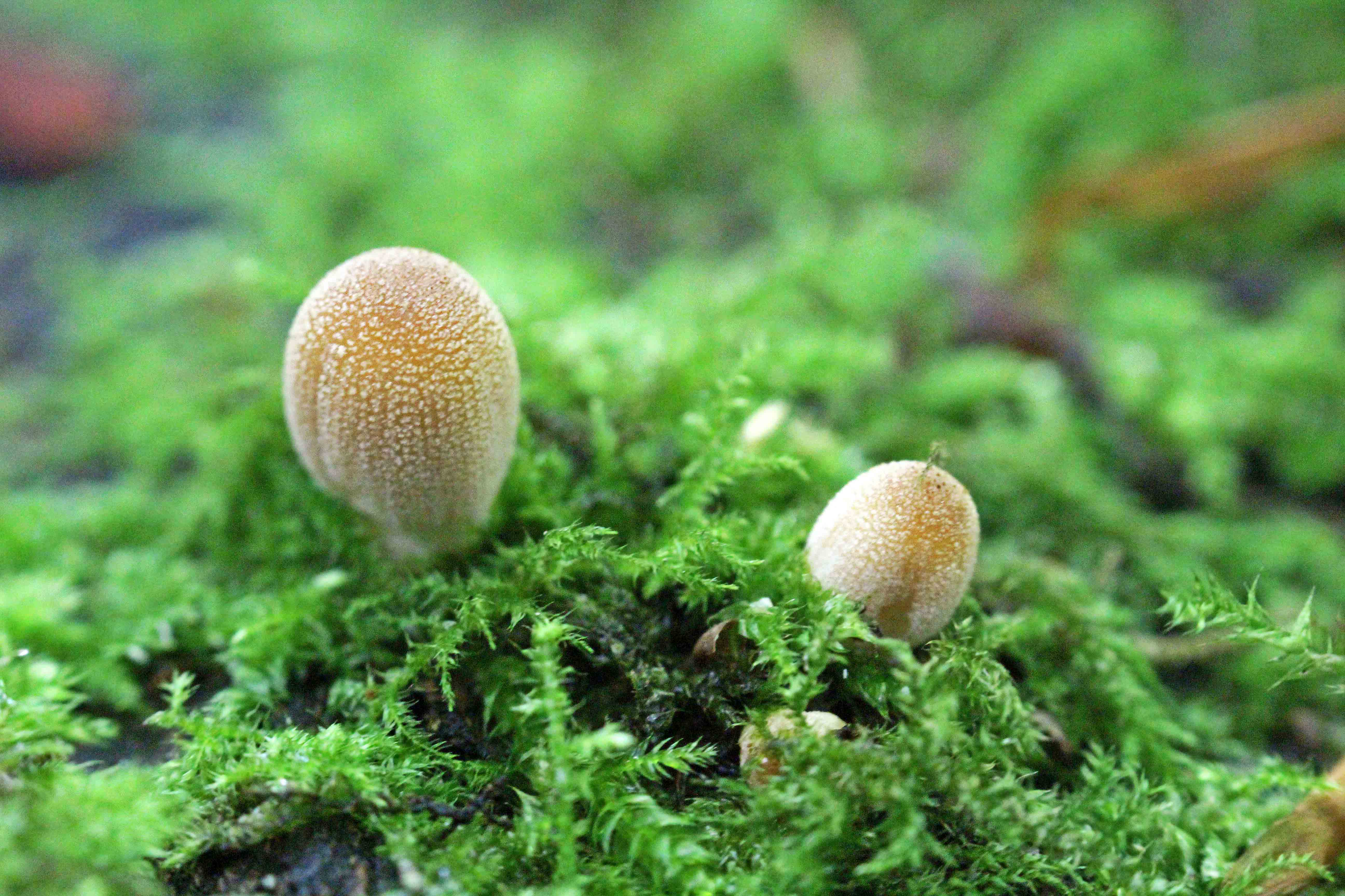 The photo-bombing beetle | earthstar