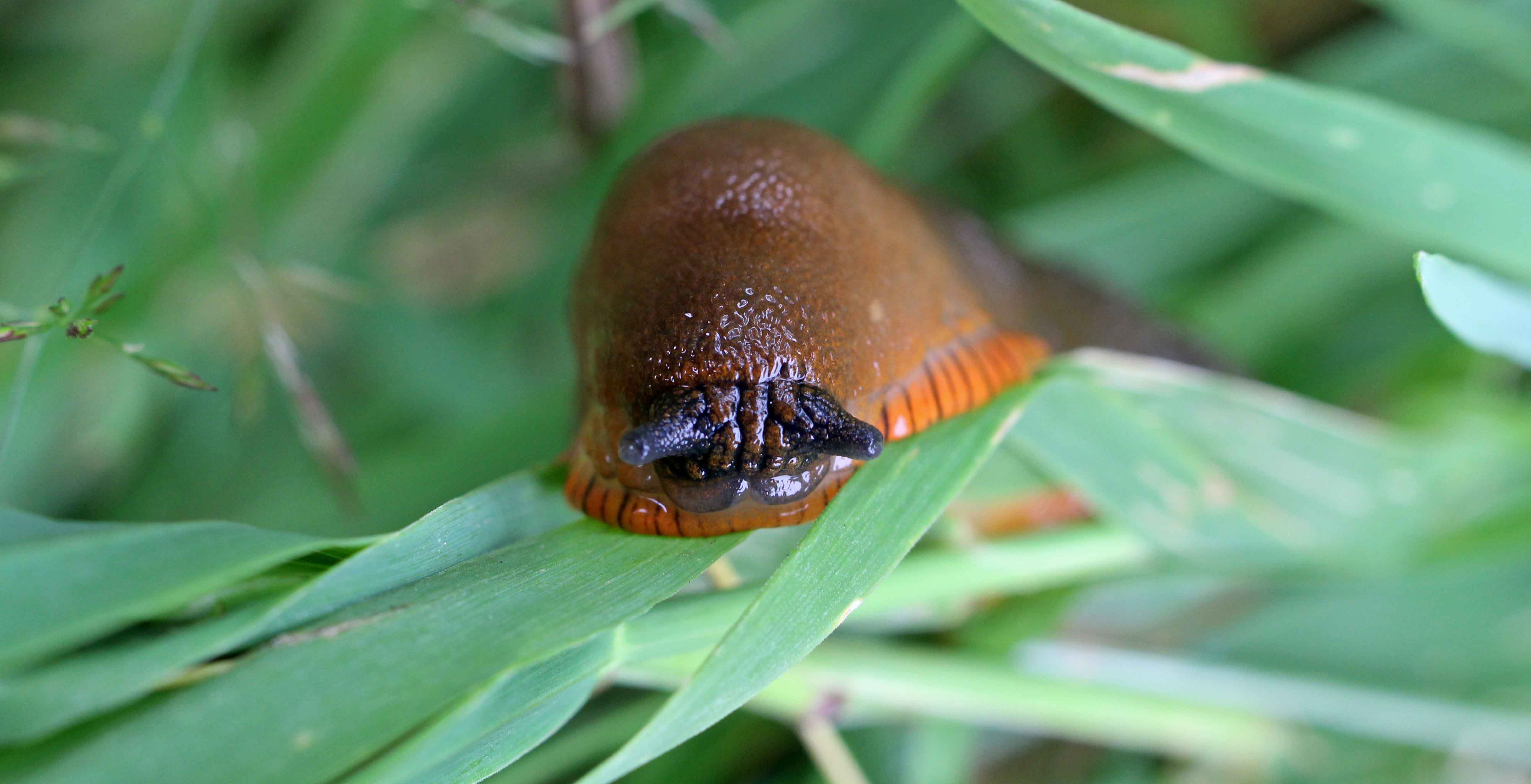 Large red slug | earthstar