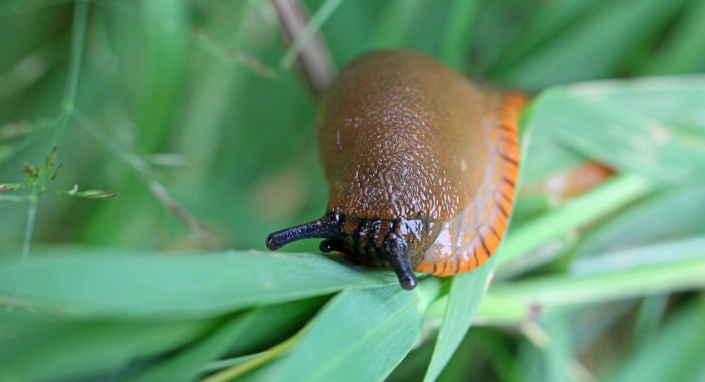 Large red slug | earthstar