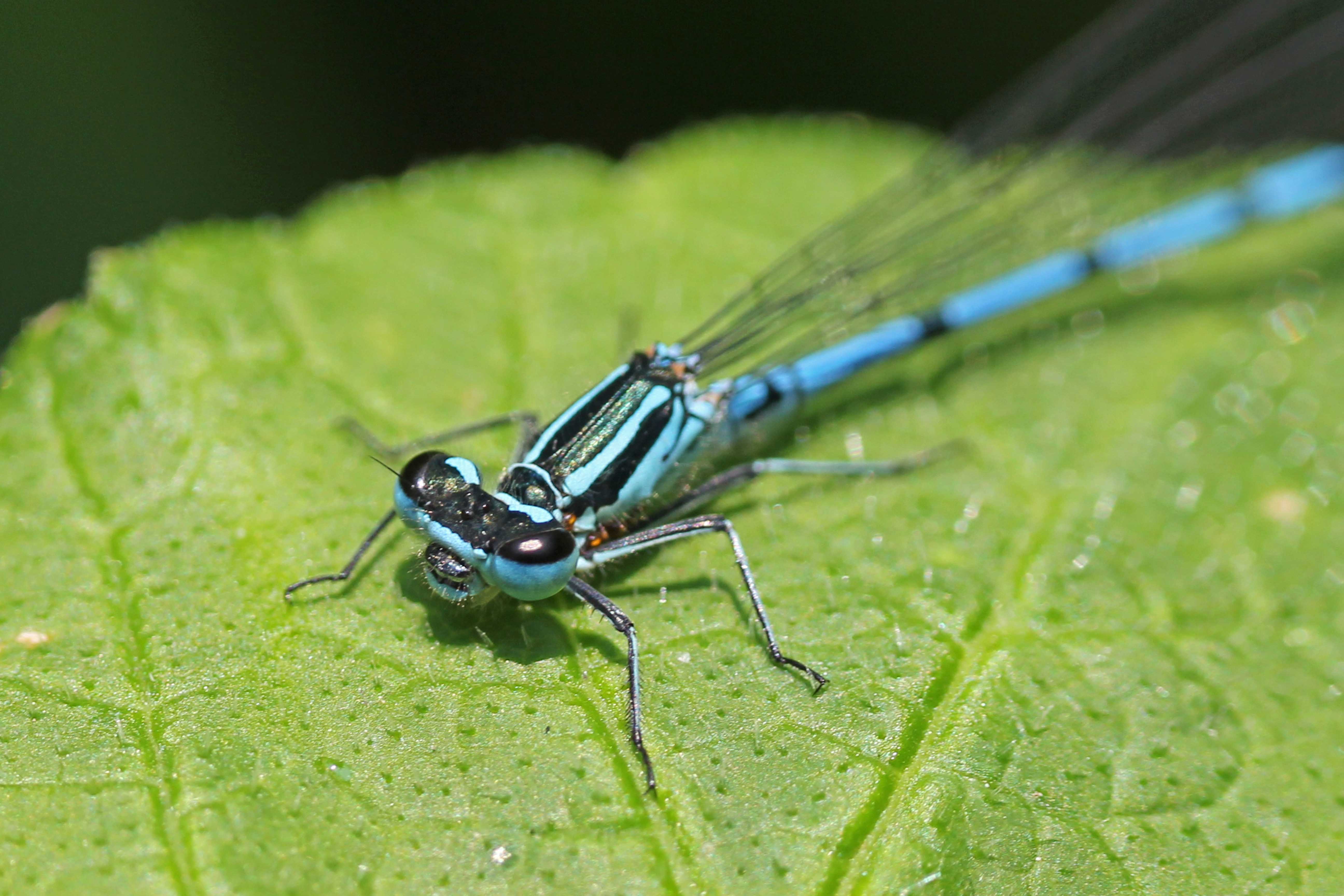 National Dragonfly Week: Azure damselfly | earthstar