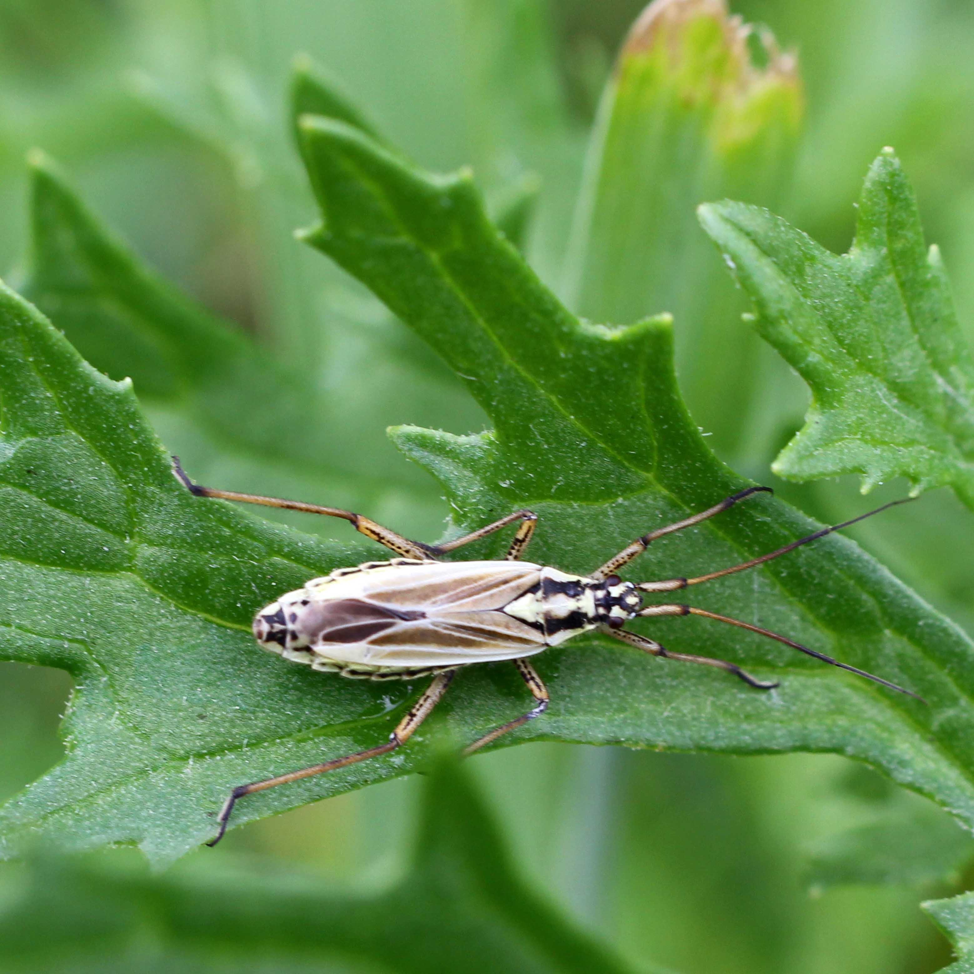 Bugs in the meadows | earthstar