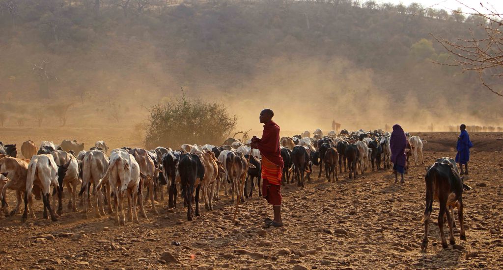 Meeting the Maasai cattle | earthstar