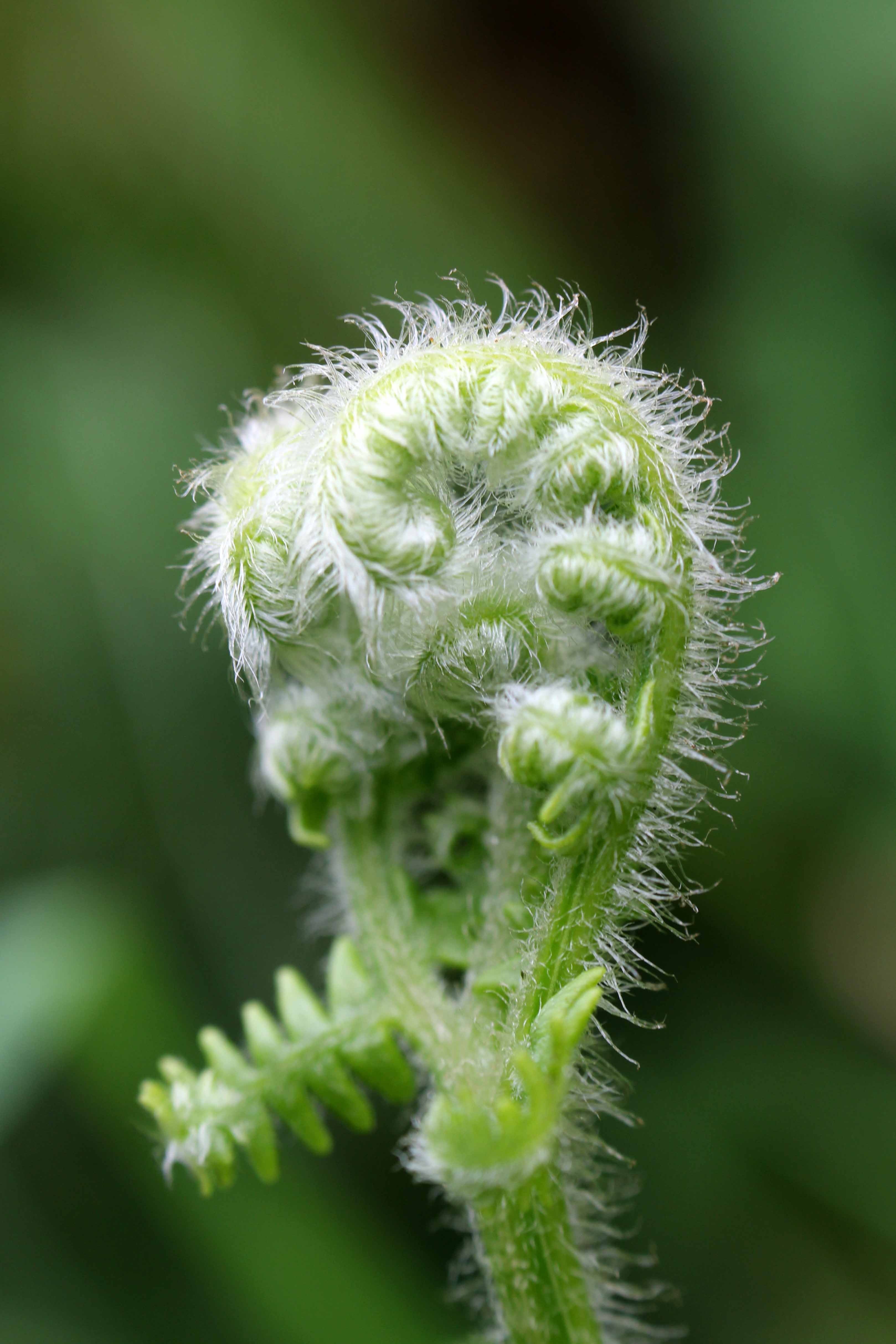 The koru | earthstar