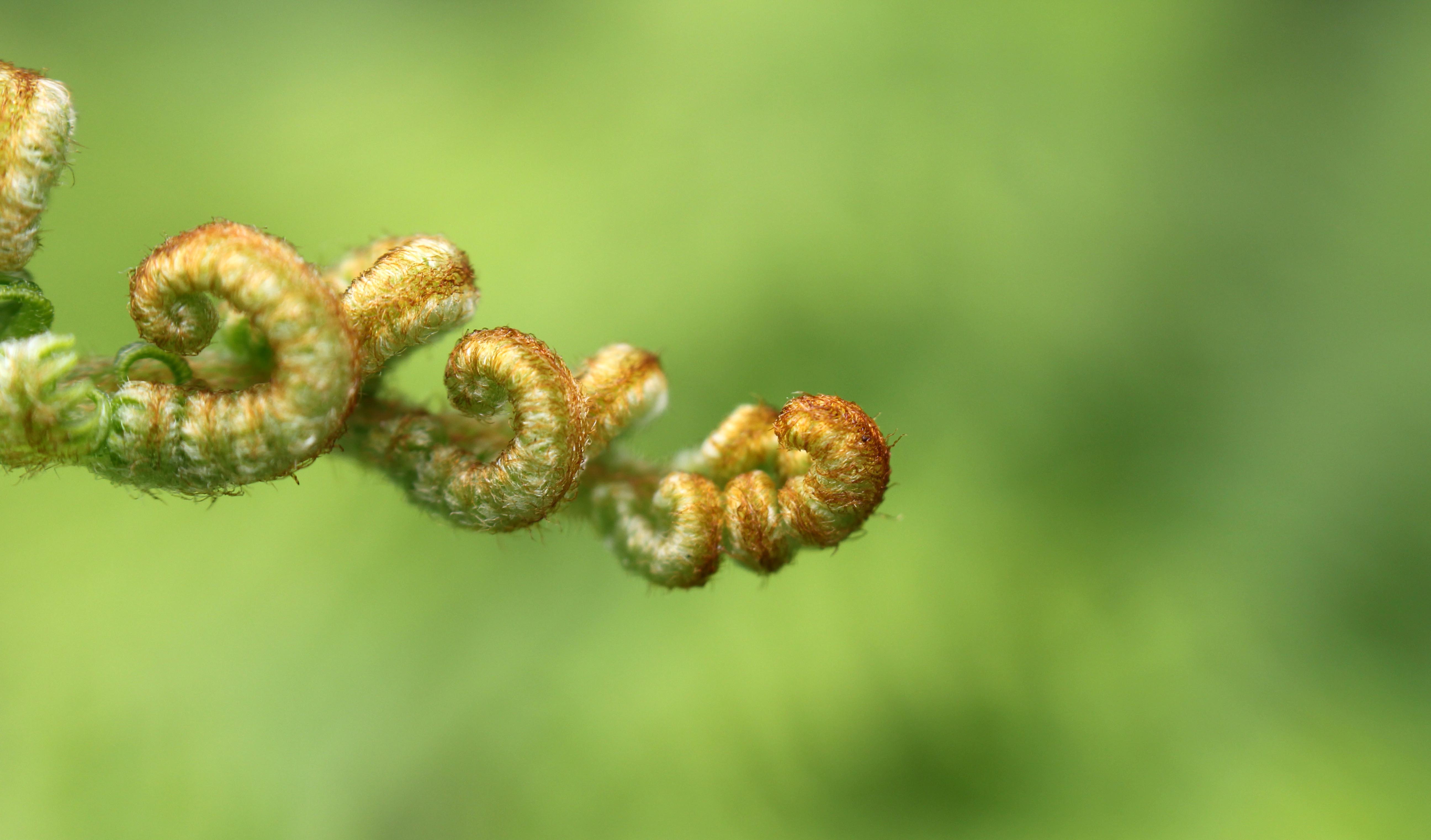 The koru | earthstar