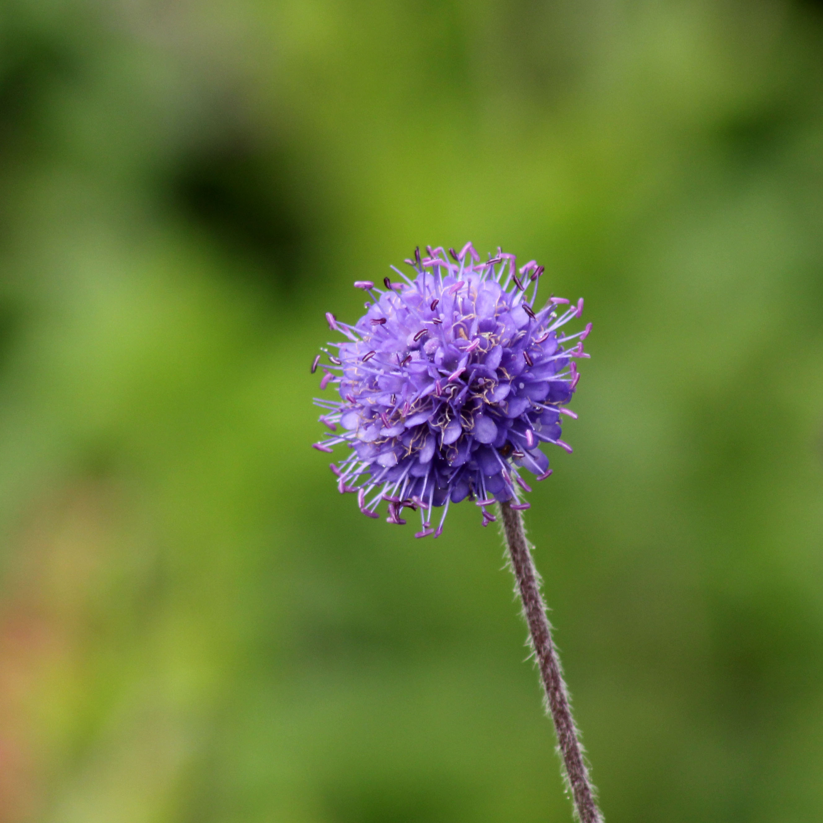 Devil’s-bit scabious Succisa pratensis | earthstar