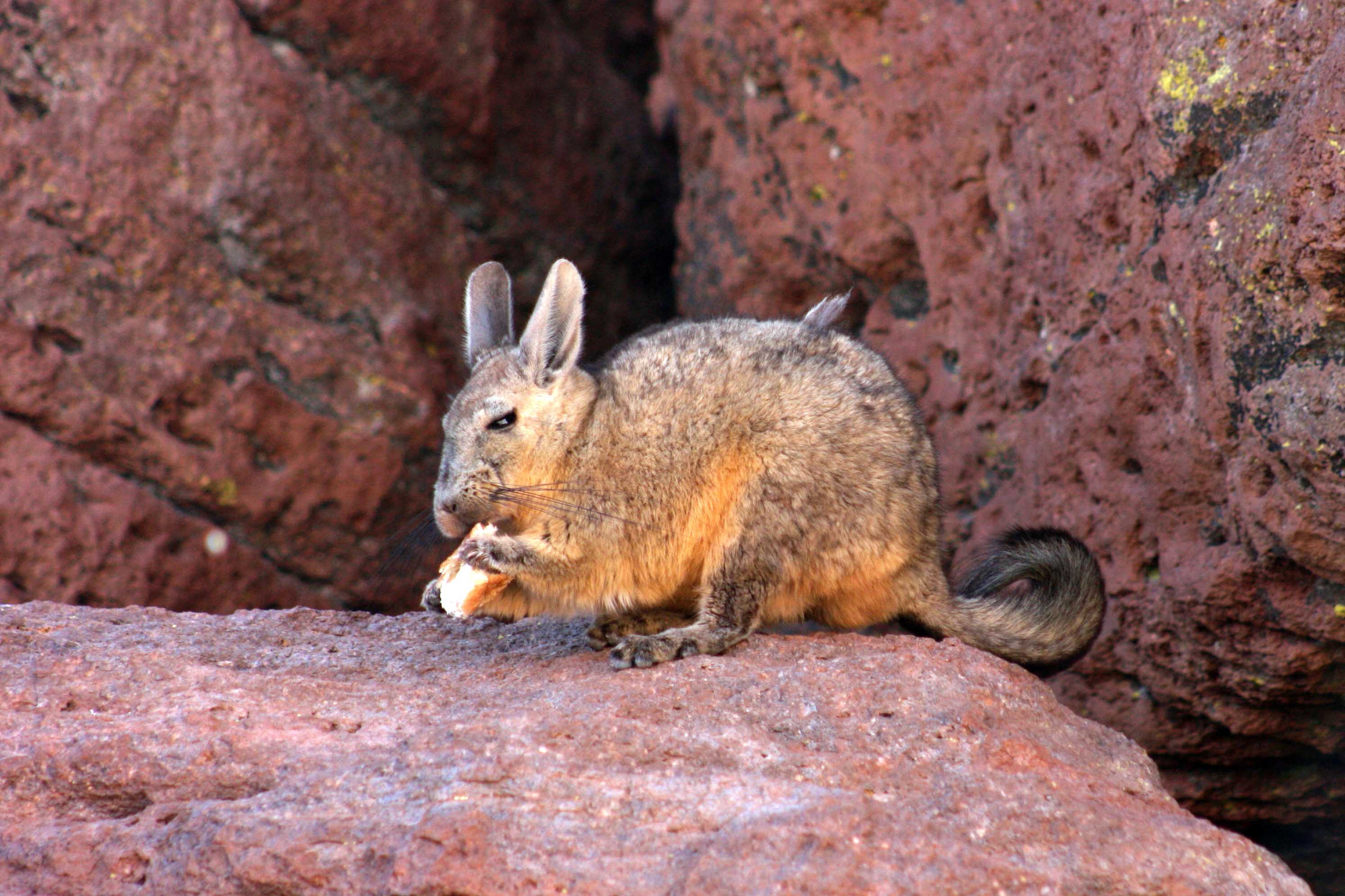 Viscacha | earthstar