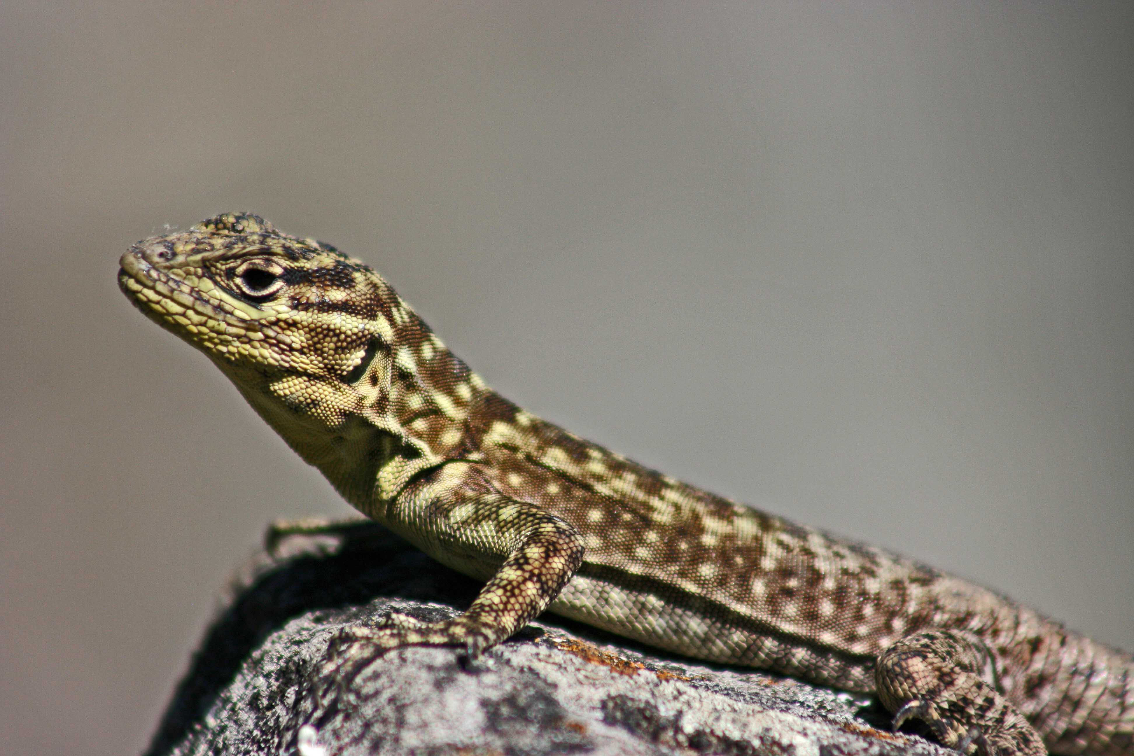 Lizards of Machu Picchu | earthstar